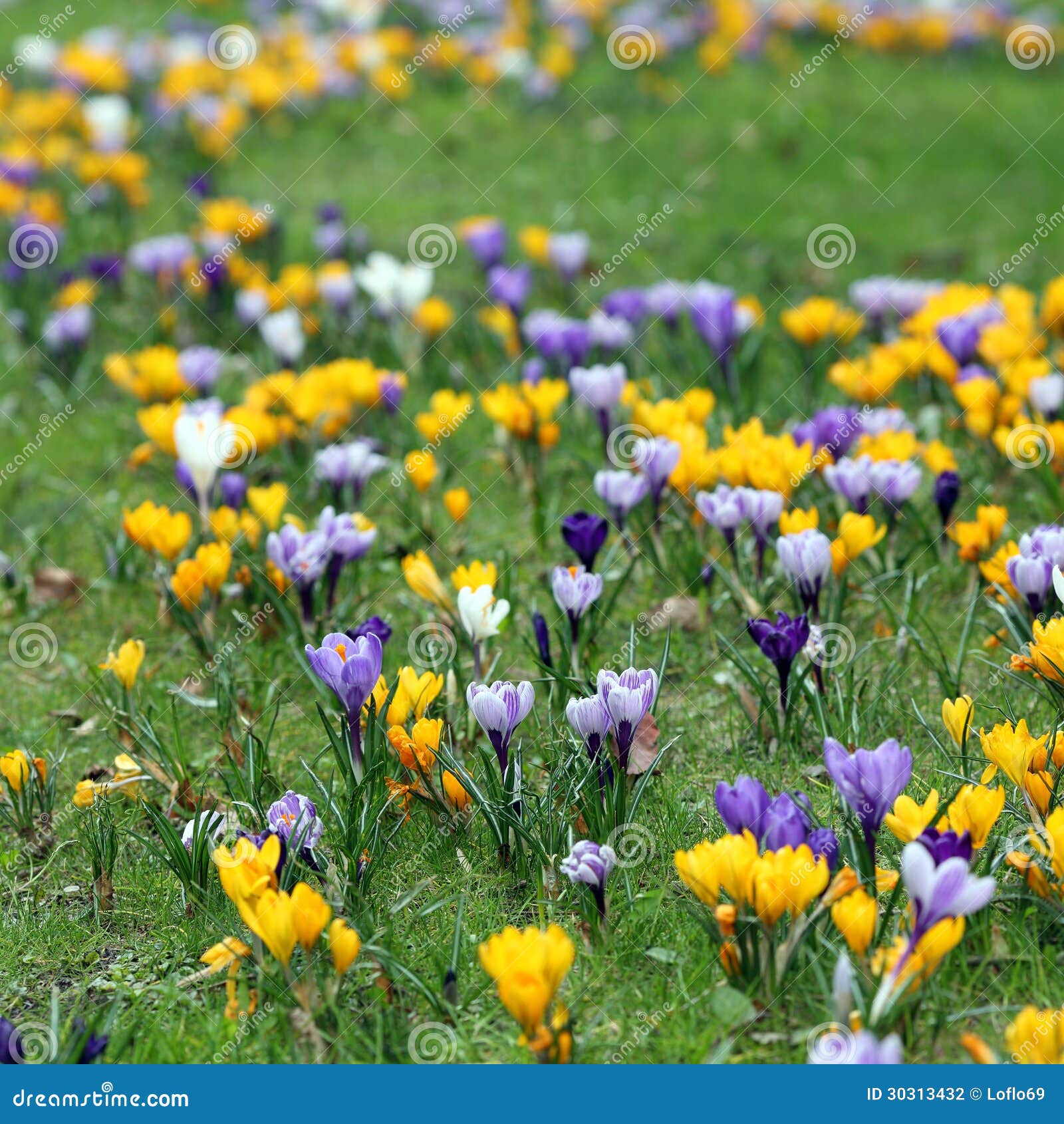 Crocus in spring stock photo. Image of plant, head, flowering - 30313432
