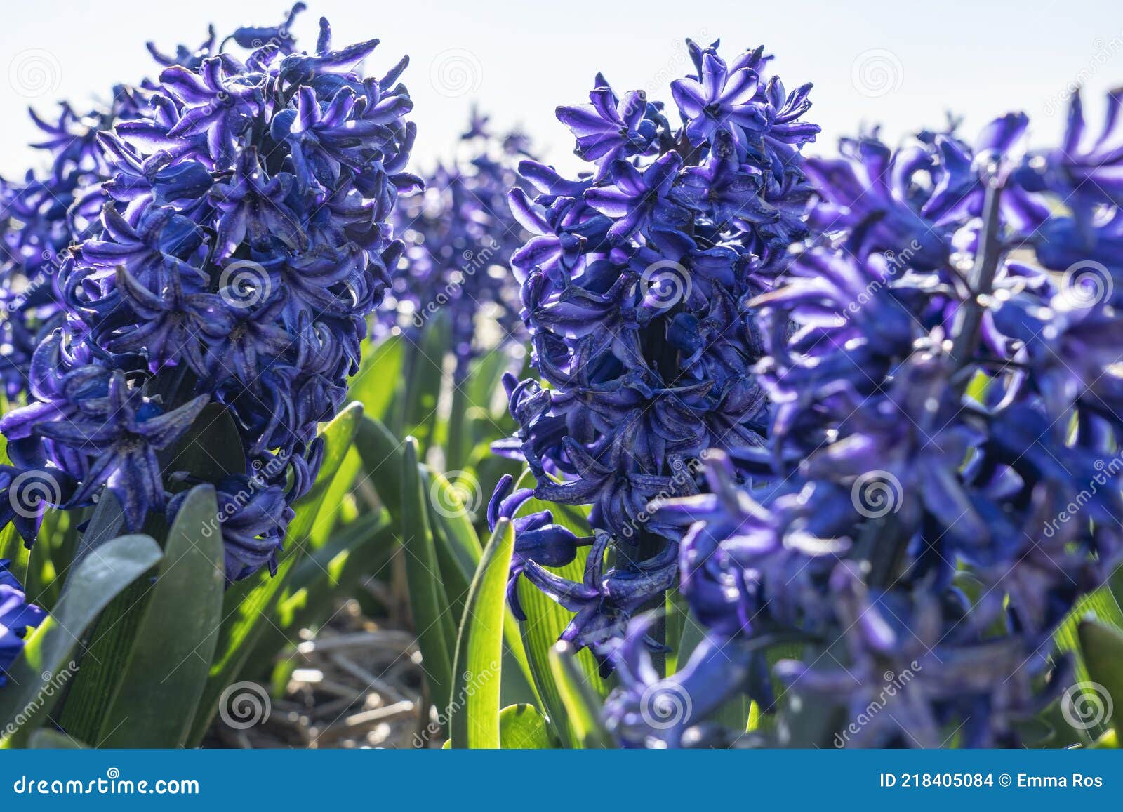 Details of a Group of Wonderfully Scented, Dark Blue Hyacinths Stock ...