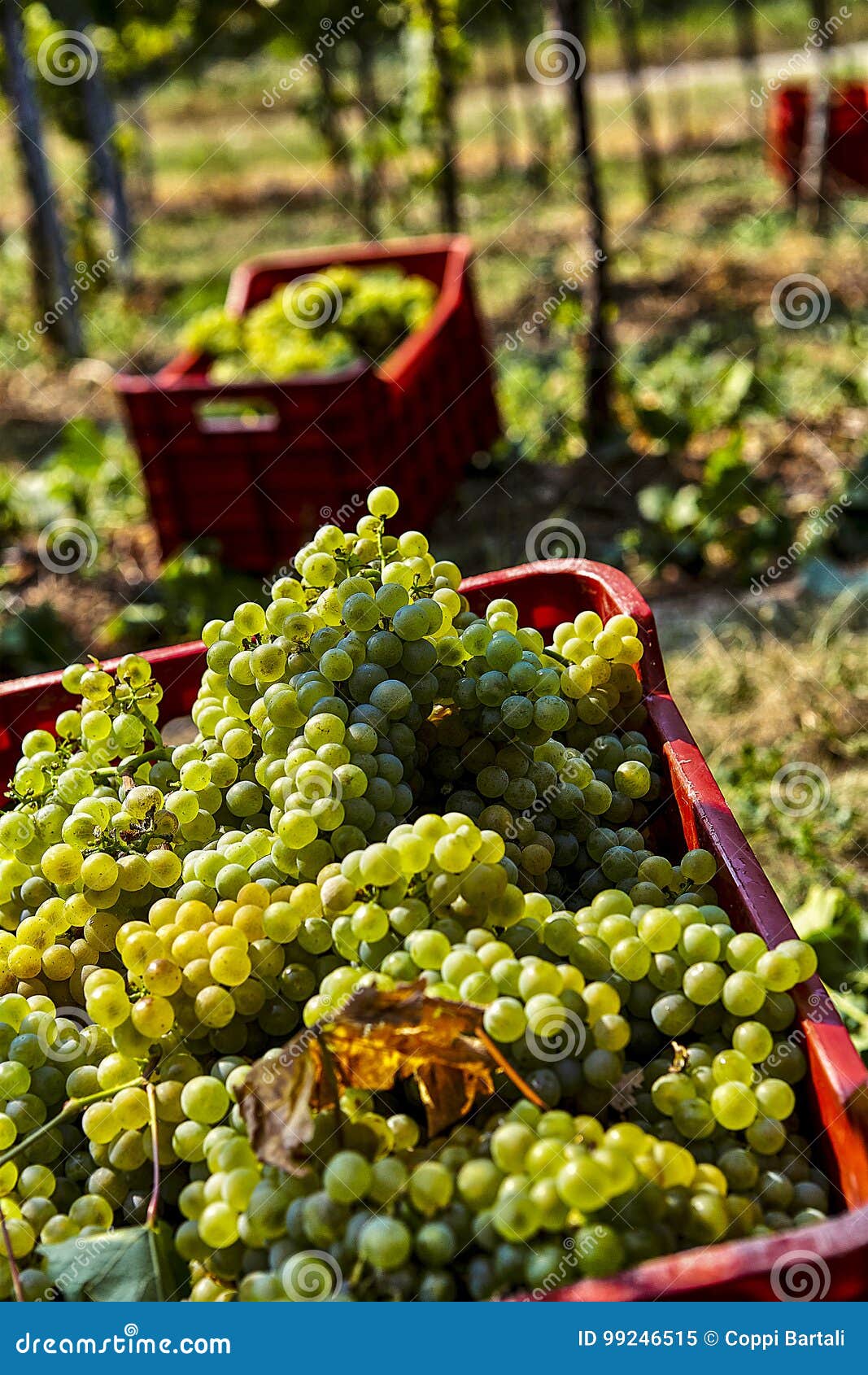 Harvest in Italy stock image. Image of meadow, bunches - 99246515