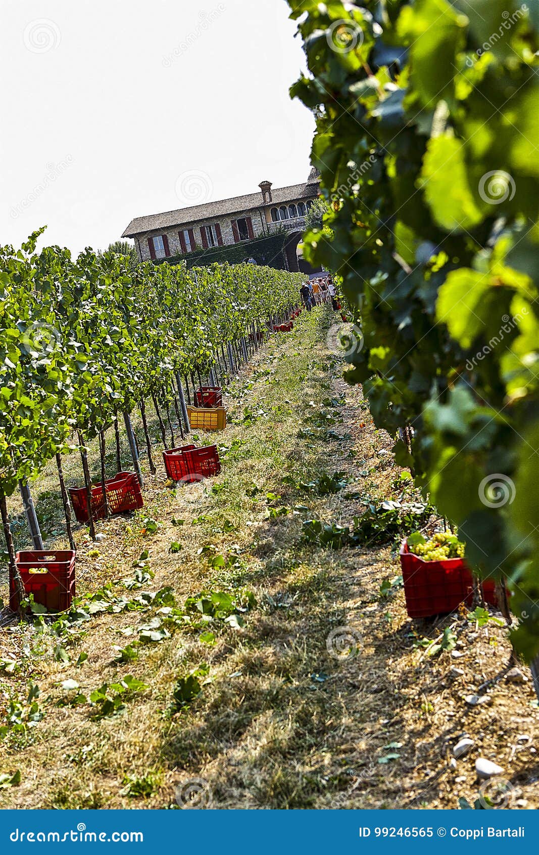 Harvest in Italy stock image. Image of beauty, vine, vegetation - 99246565