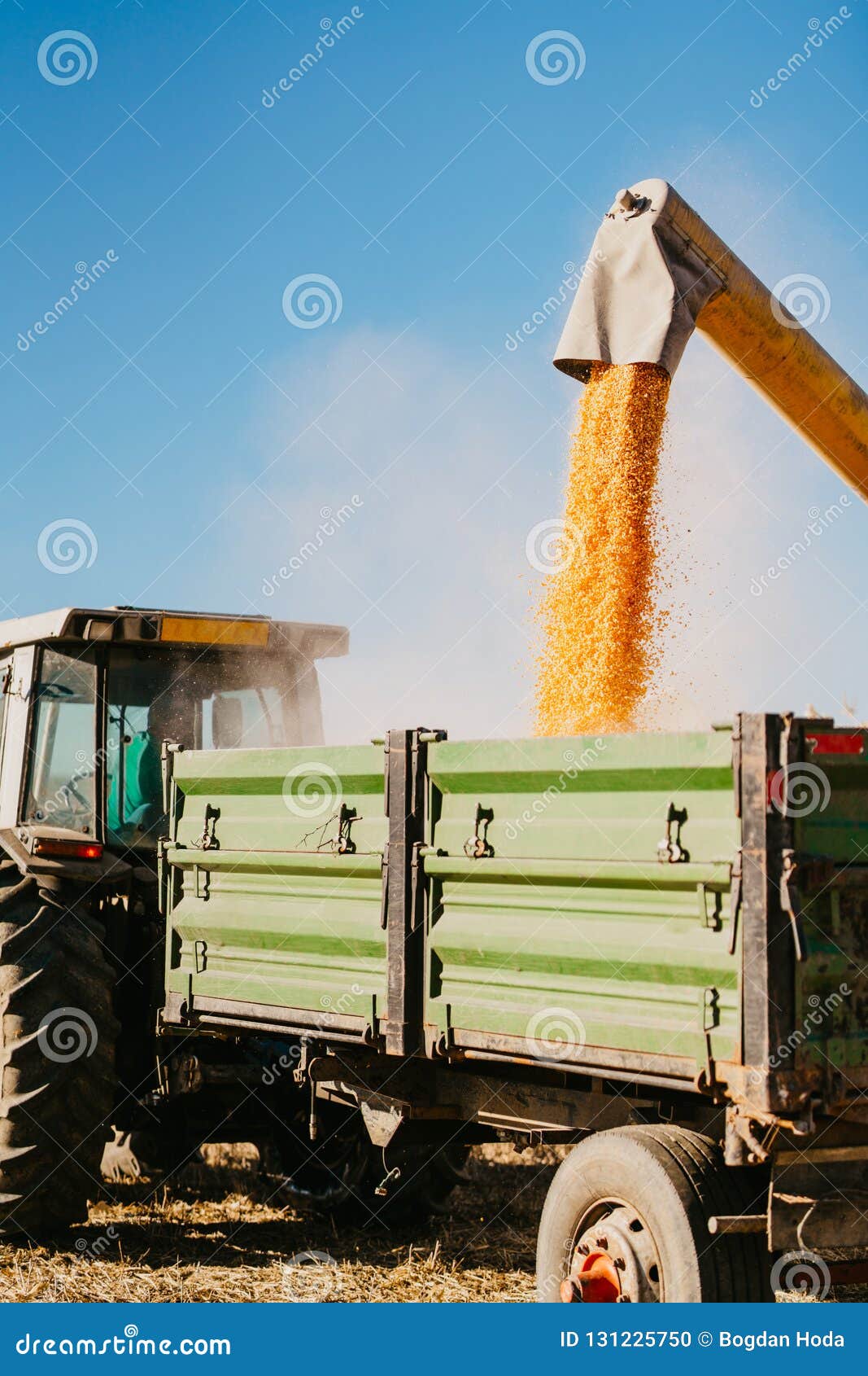 Details of Harvester Unloading Corn from Combine Stock Photo - Image of ...