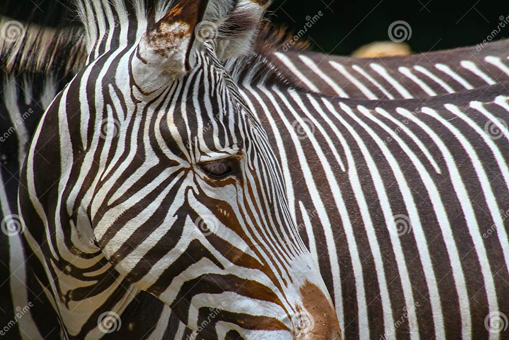 Details of a Head and Neck of a Zebra Stock Image - Image of zebra ...