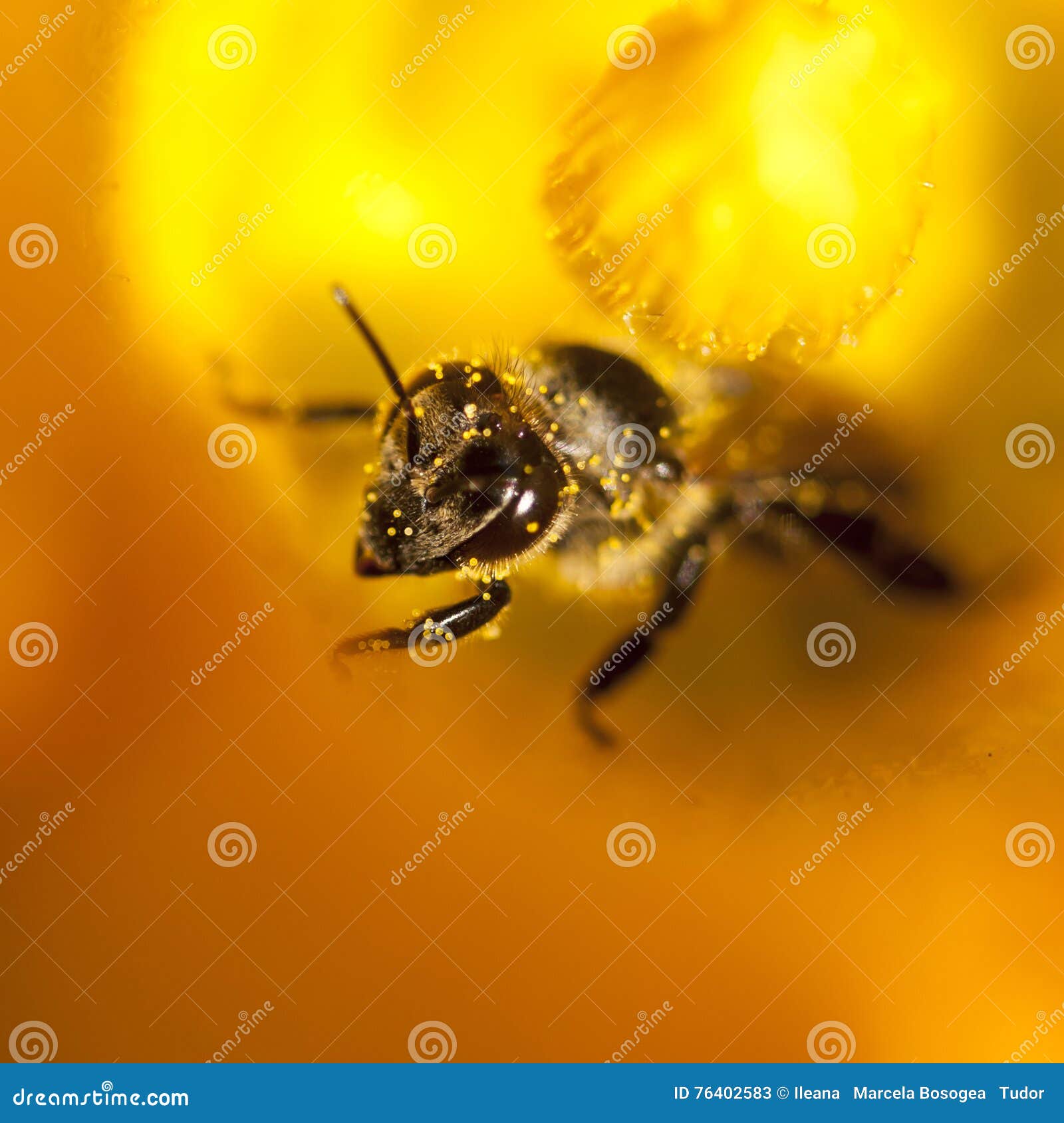 Details of a Honey Bee Inside Flower Stock Image - Image of bloom ...