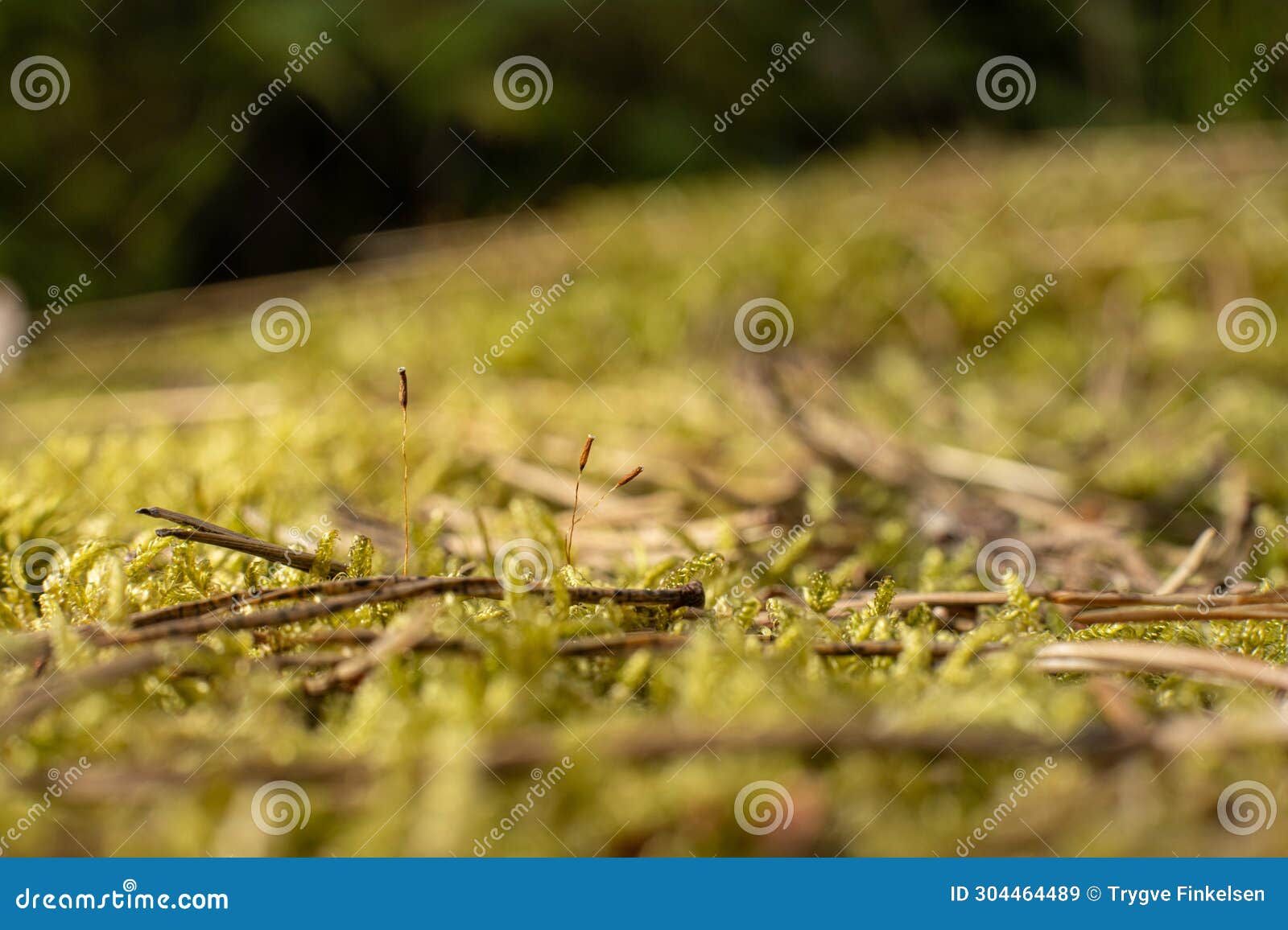 Details of Hypnum Cupressiforme in a Garden.. Stock Image - Image of ...