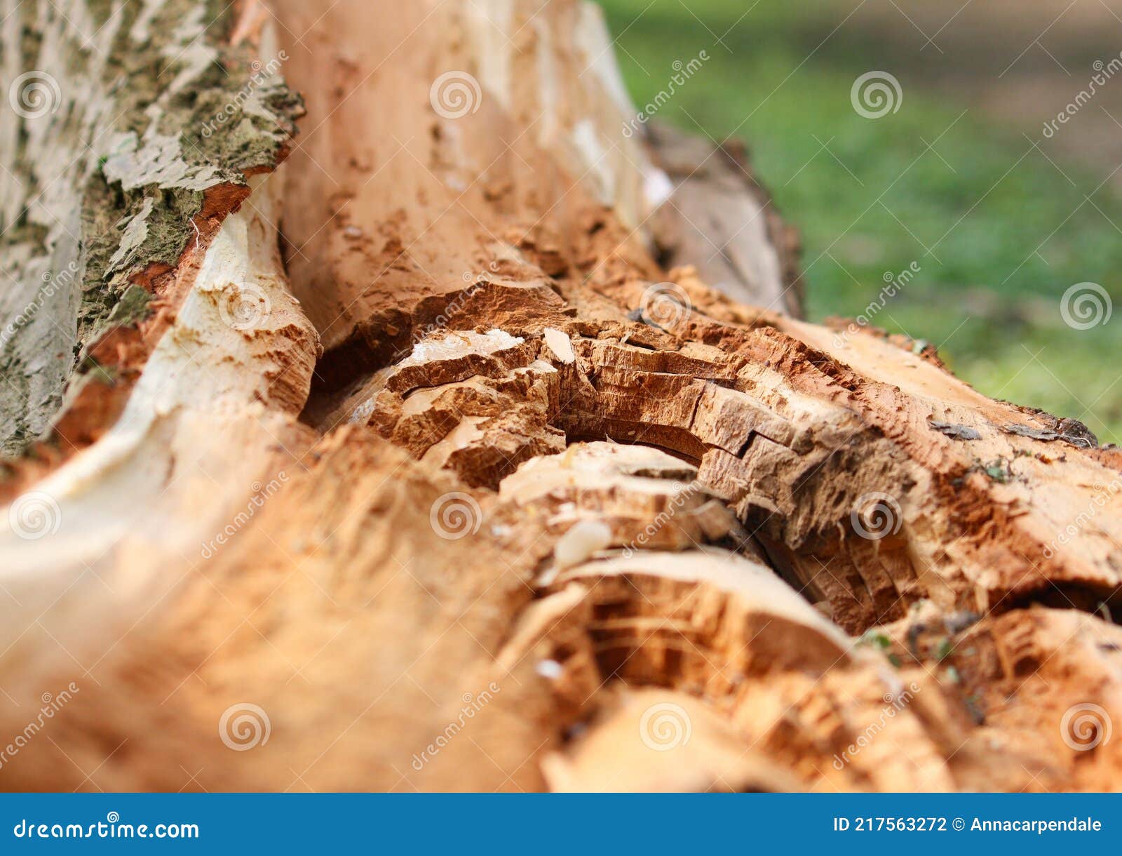 Details of the Inside of a Fallen Tree Stock Photo - Image of ring ...