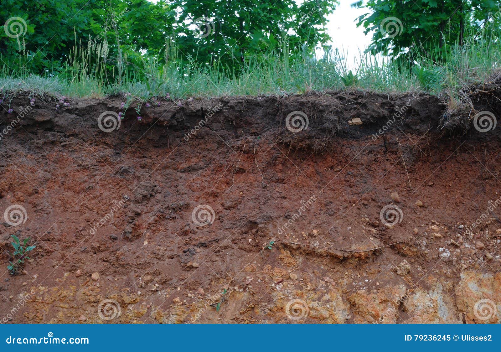Layers Of Soil Wet Soil Roots In Soil Soil Profile Soil Zones Royalty ...