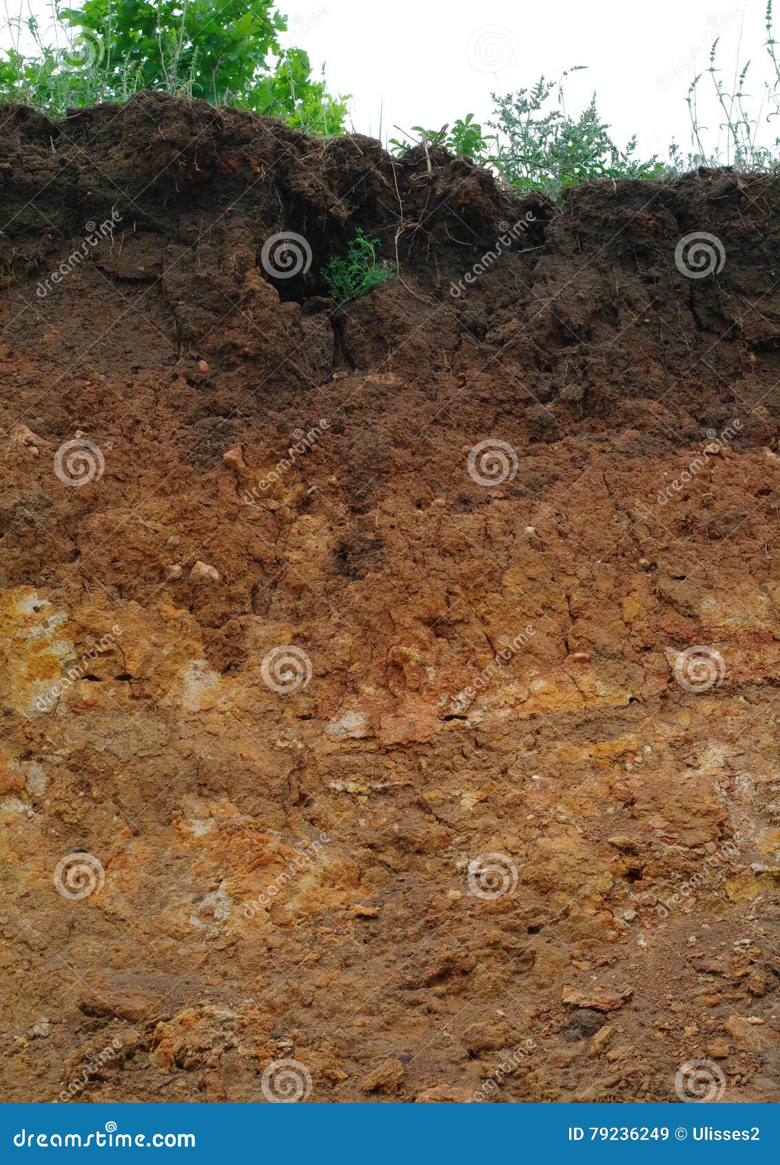 Details of Layers of Soil Under Ground Stock Image - Image of green ...