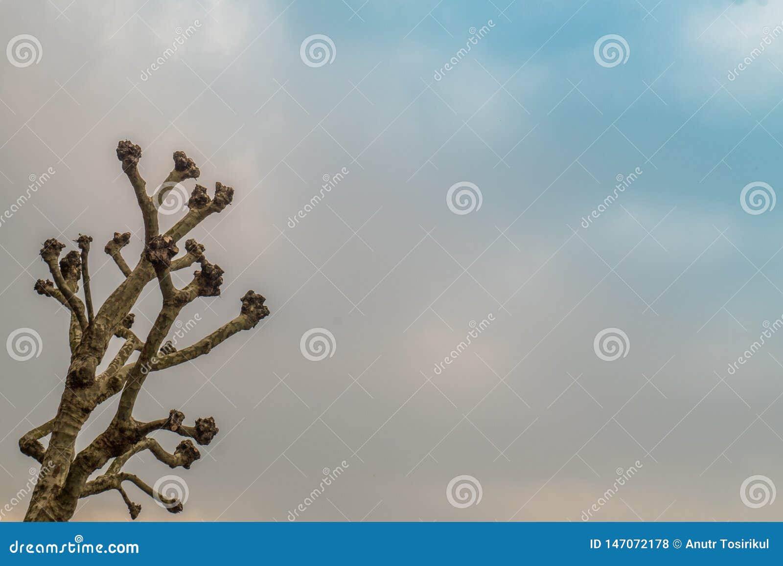 The Details of a Leafless Tree with a Sky Backdrop Suitable for Making ...