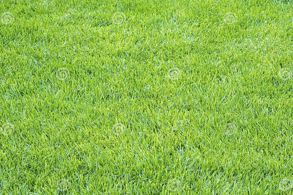 Details of Light Green Grass Background #1 Stock Photo - Image of plant ...