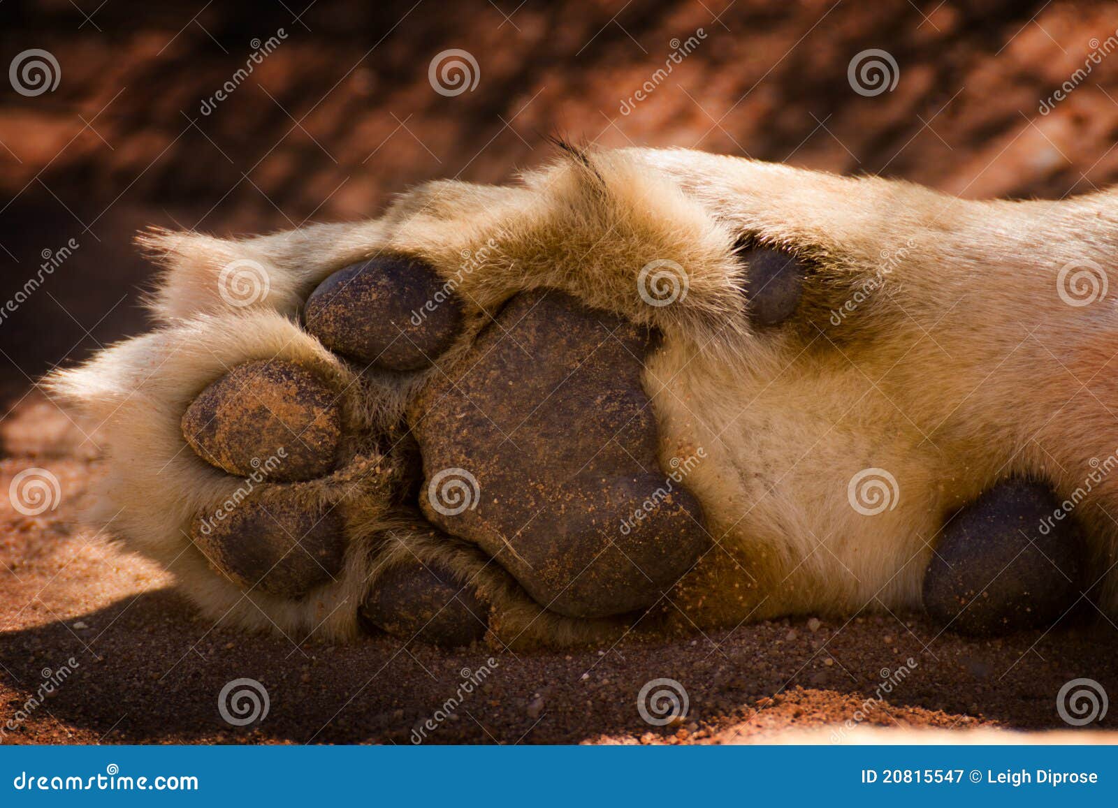 Details of lion paw stock image. Image of creature, nature - 20815547