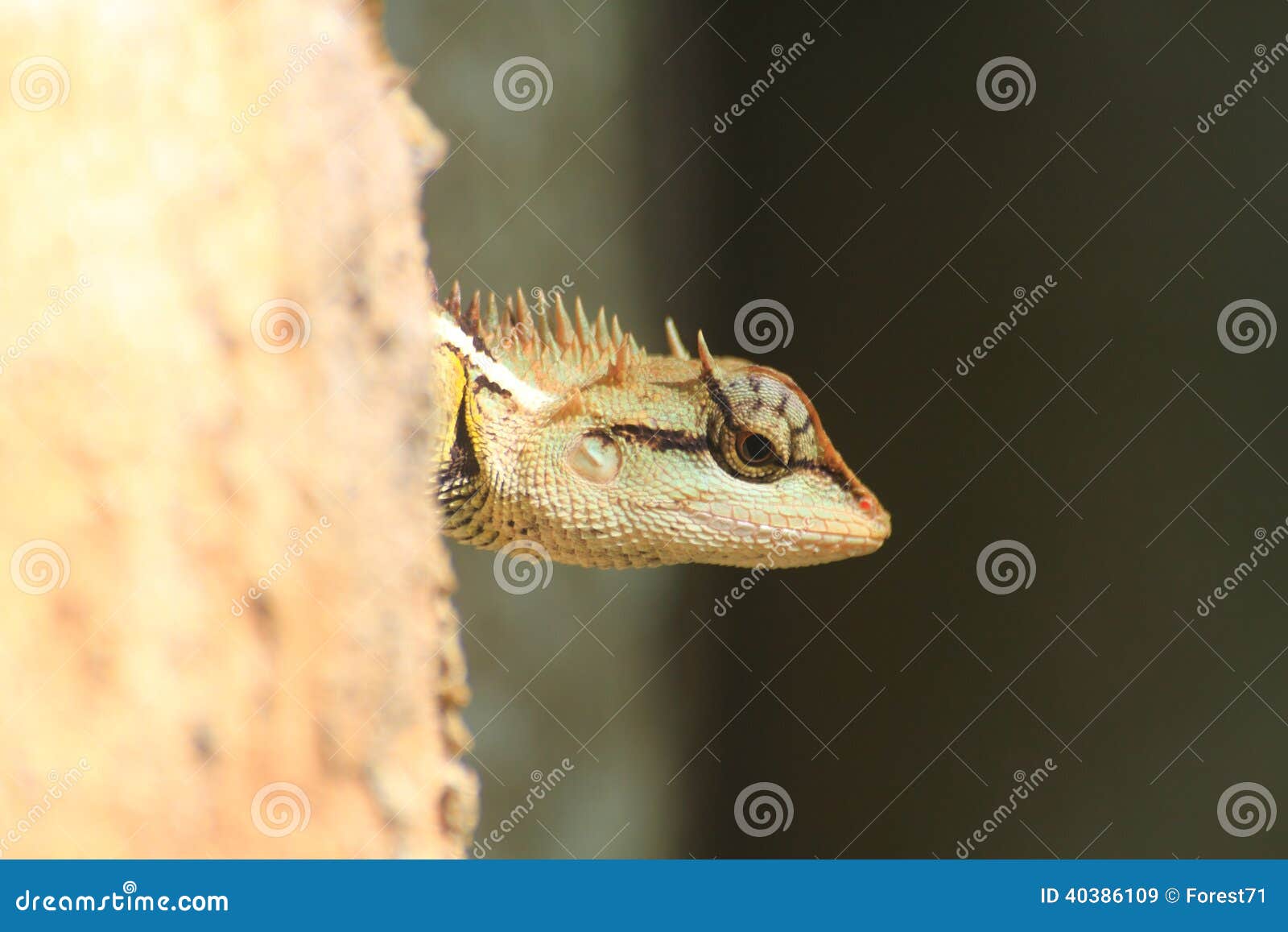 Details of Lizard Skin Stick on the Tree Stock Image - Image of ...
