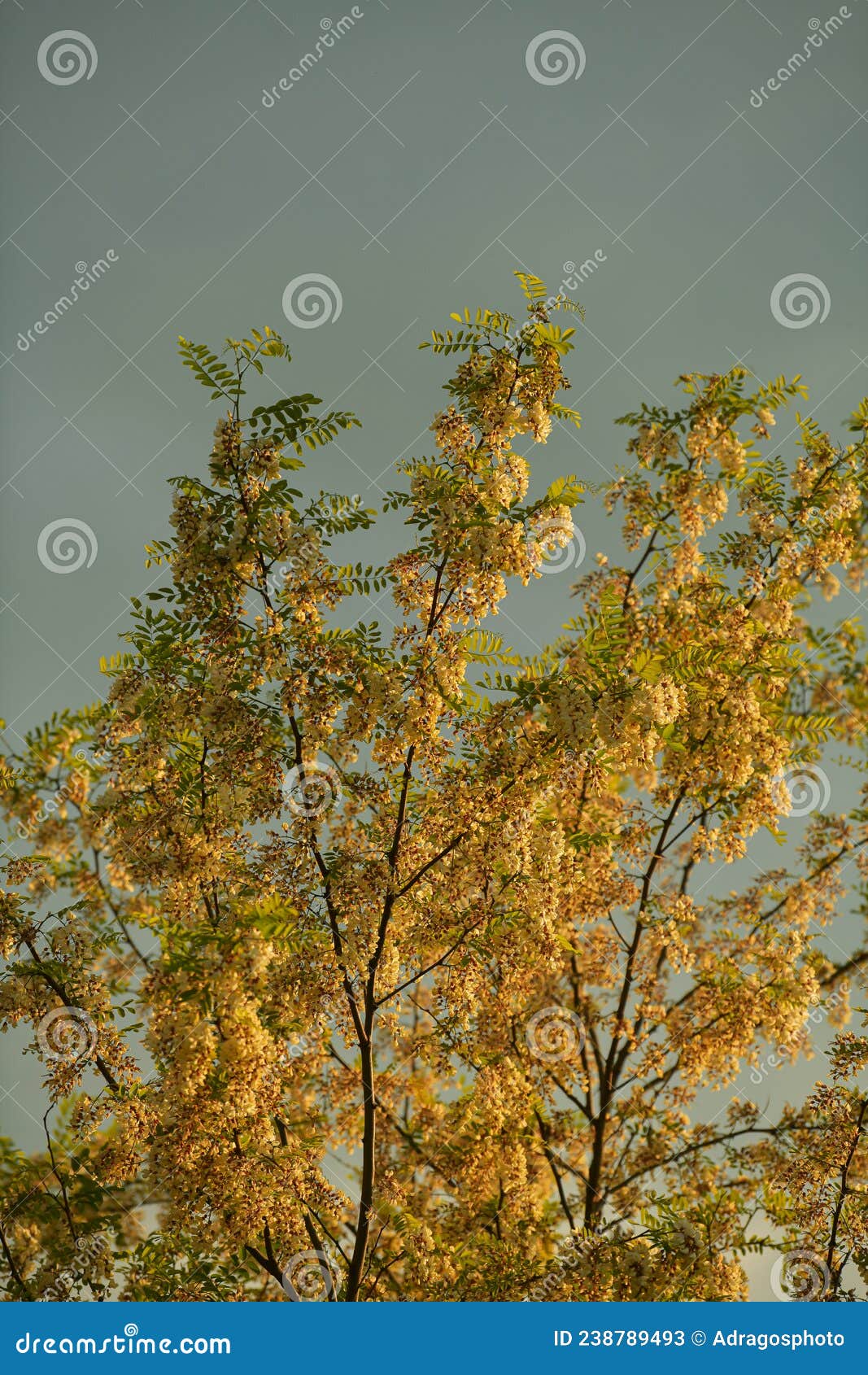 Details of a Locust Tree in Sunset Light Over a Cloudy Sky. Stock Image ...