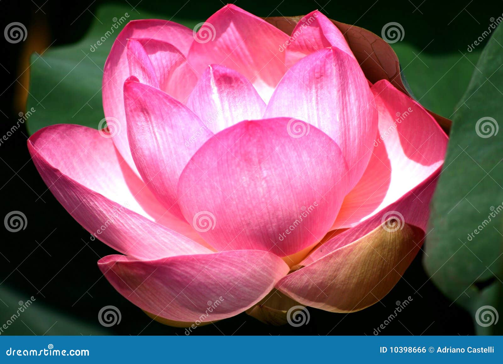 Details of lotus flower stock photo. Image of tree, flower - 10398666