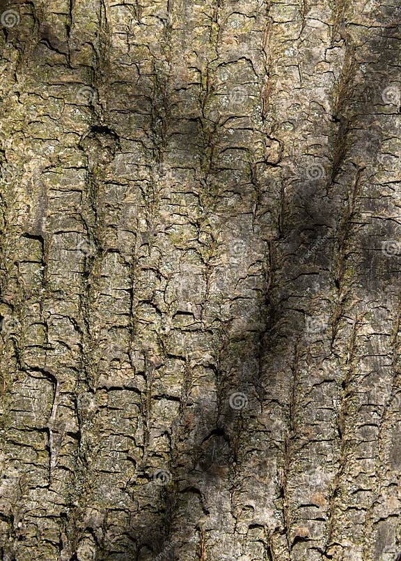Illuminated by Sunlight Maple Tree Bark Stock Image - Image of botany ...