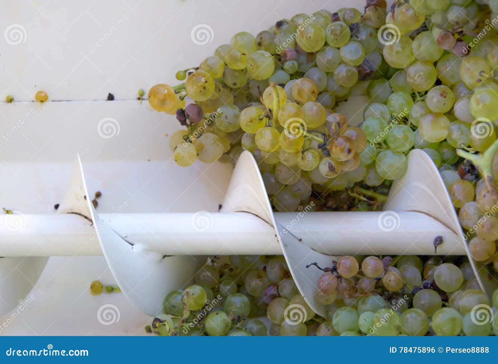 Details of Modern Machine Squeezing White Grapes. Stock Photo - Image ...