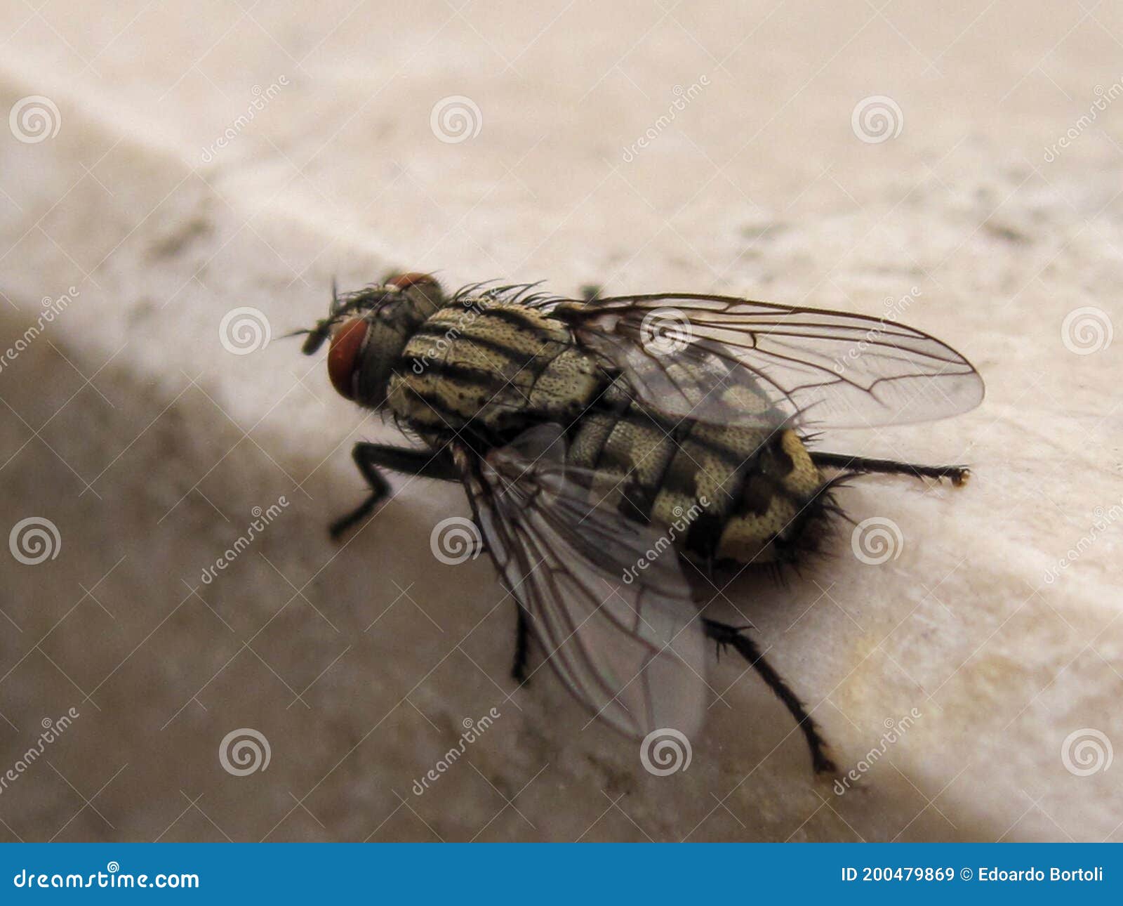 Rear image of a fly stock image. Image of single, close - 200479869