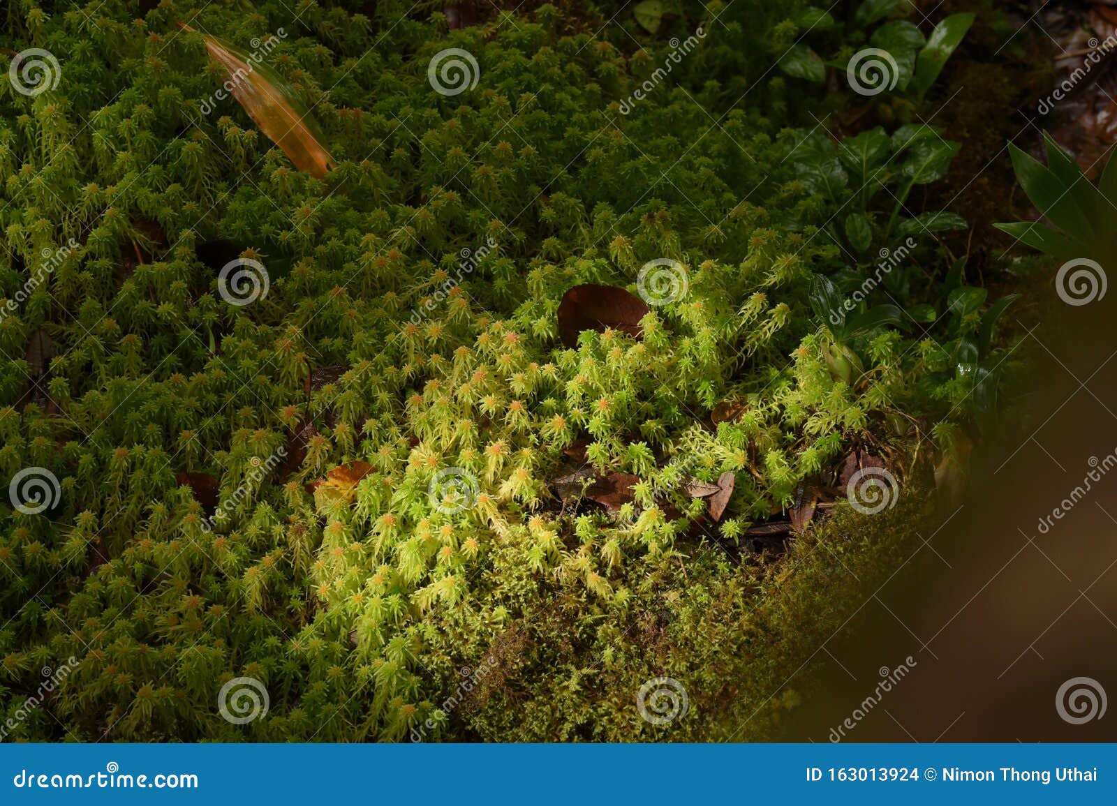 Details of the nature stock photo. Image of plant, closeup - 163013924