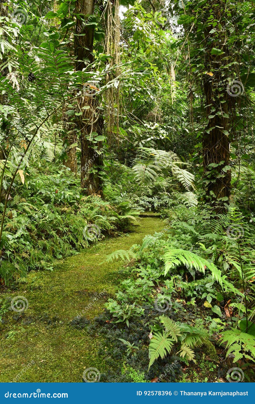 Details of the nature stock photo. Image of detail, nature - 92578396