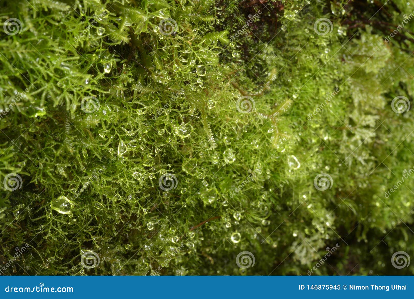 Details of the nature stock image. Image of nature, decorative - 146875945