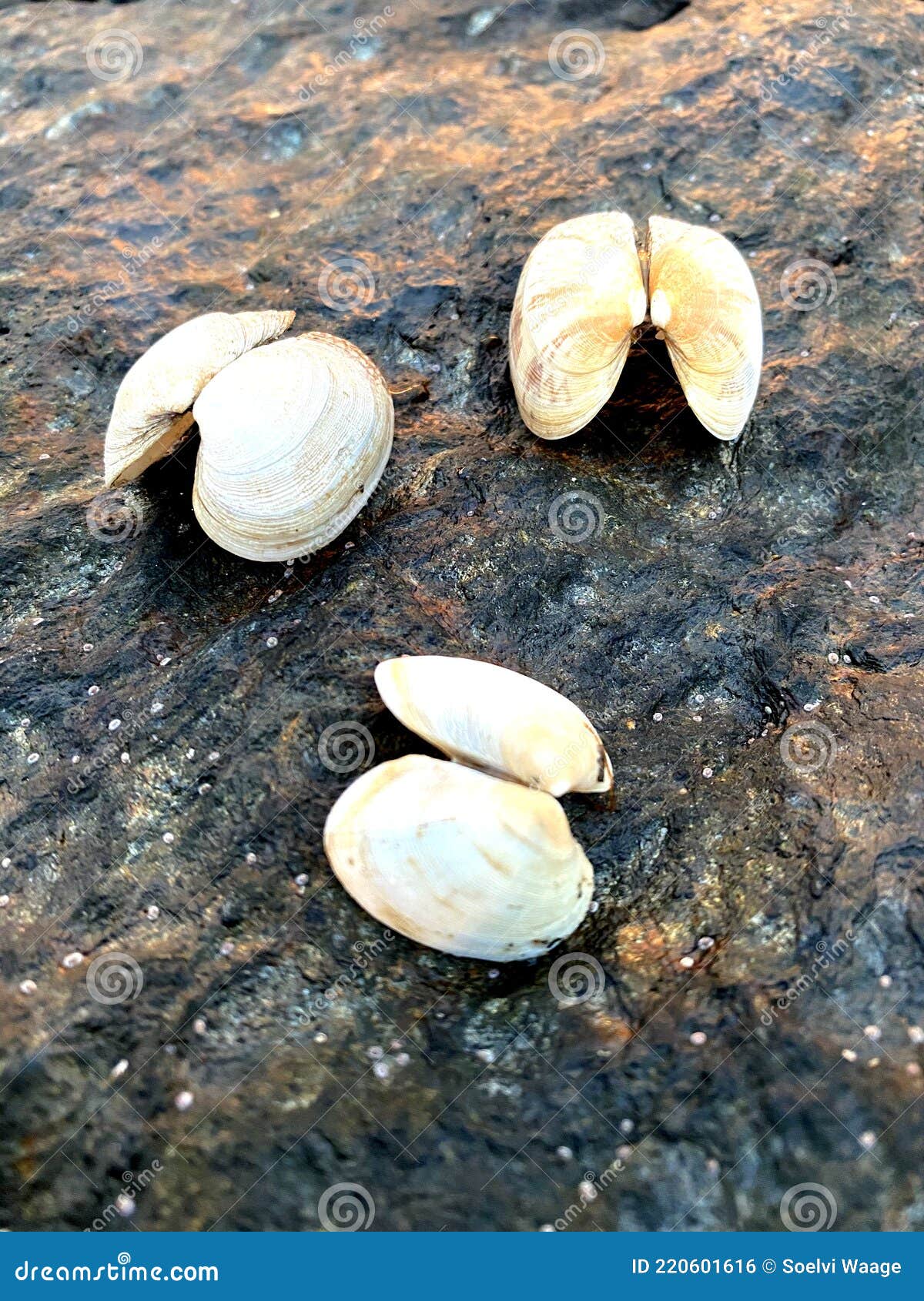 Details of the Nature Shells Stock Photo - Image of niceley, tank ...