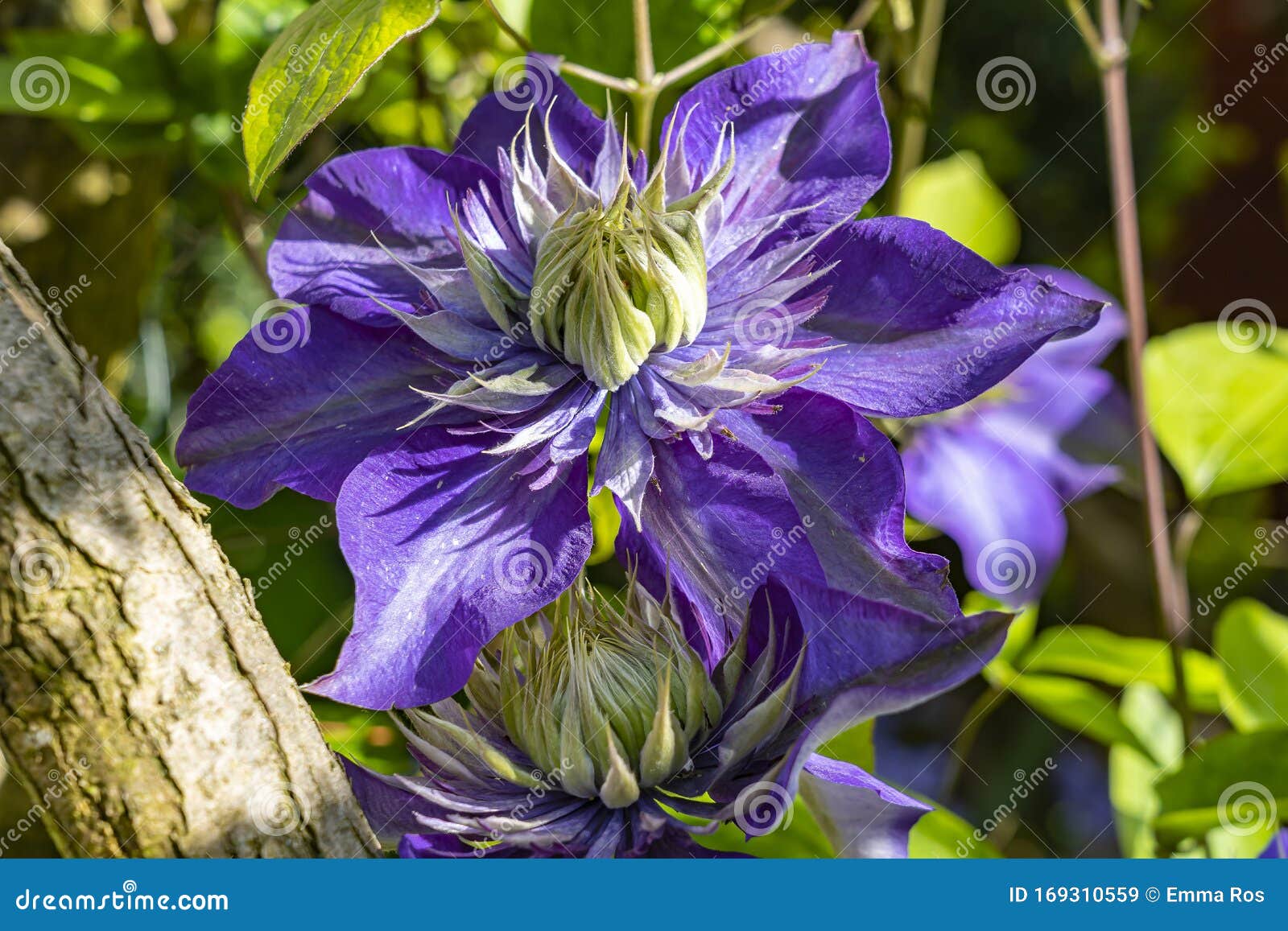 Details of the Newly Opened Flower Buds of a Blue Clematis Stock Image ...