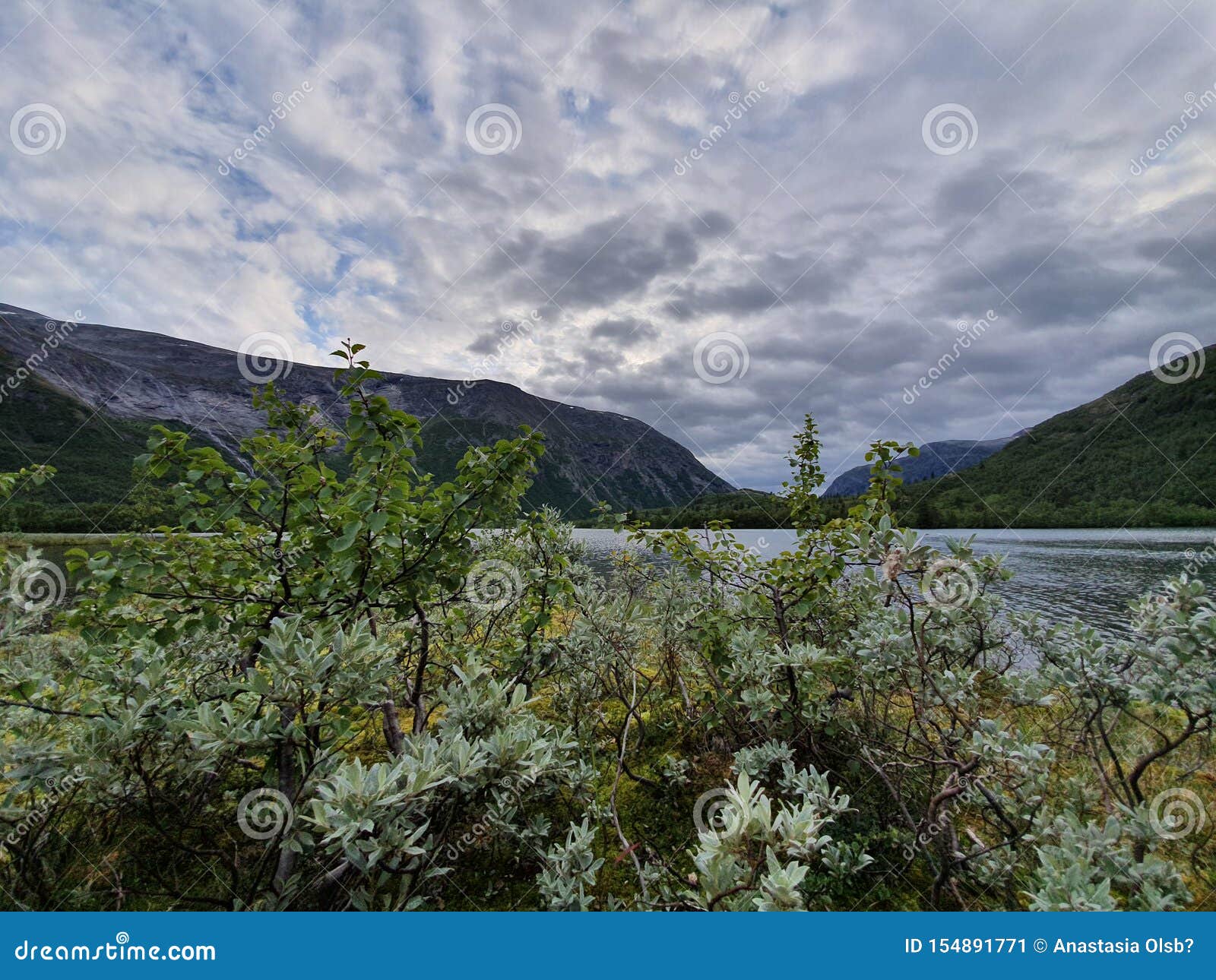 Details stock image. Image of norway, wather, flora - 154891771