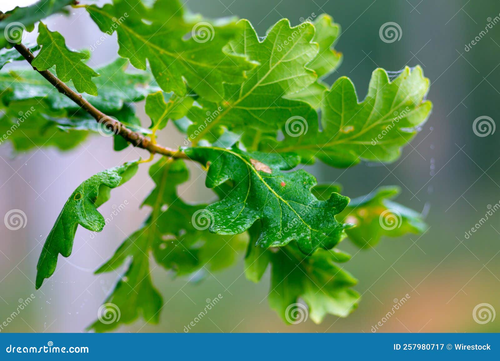 Details of an oak tree stock image. Image of season - 257980717