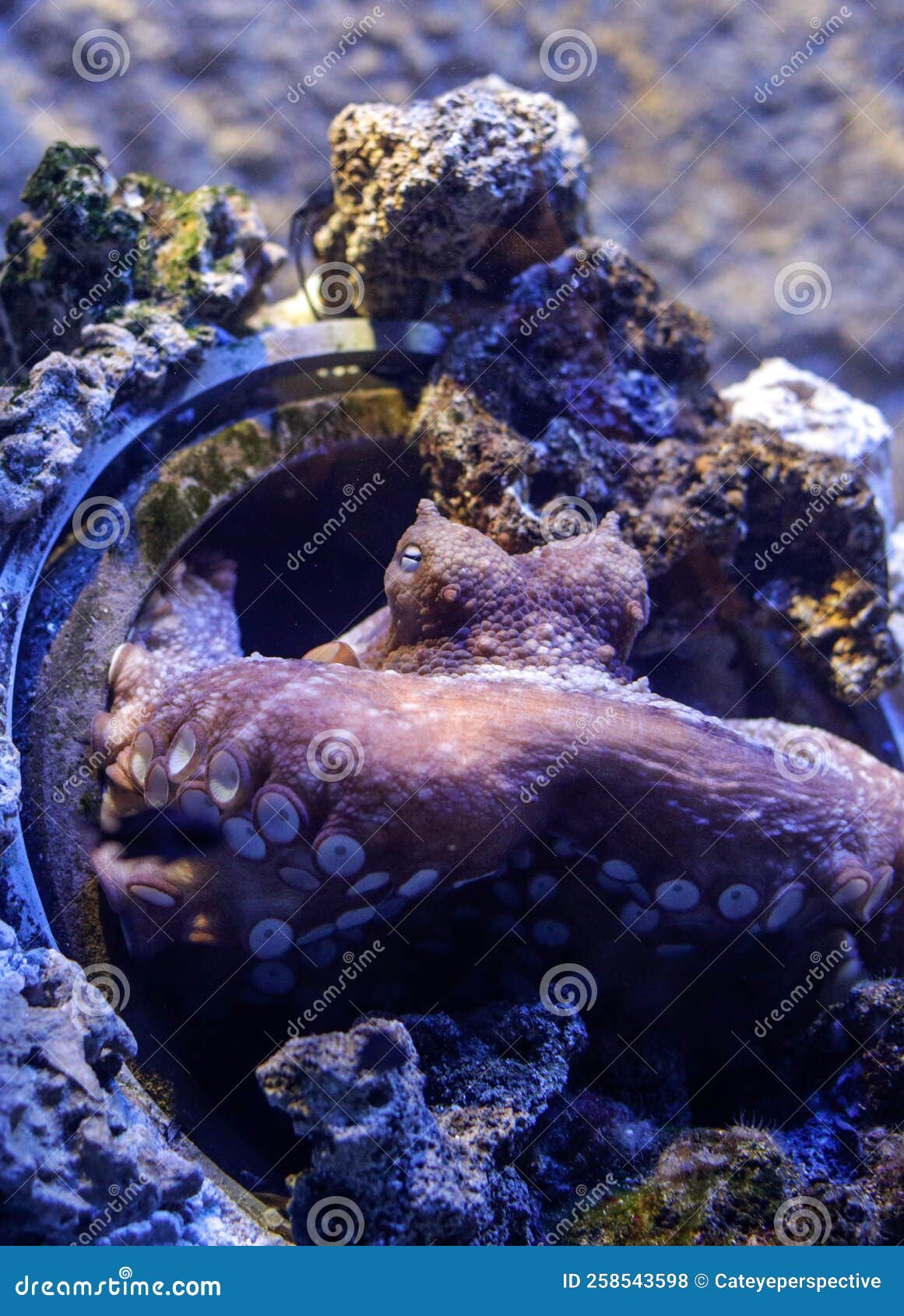 Details with an Octopus Inside an Aquarium Stock Photo - Image of ...