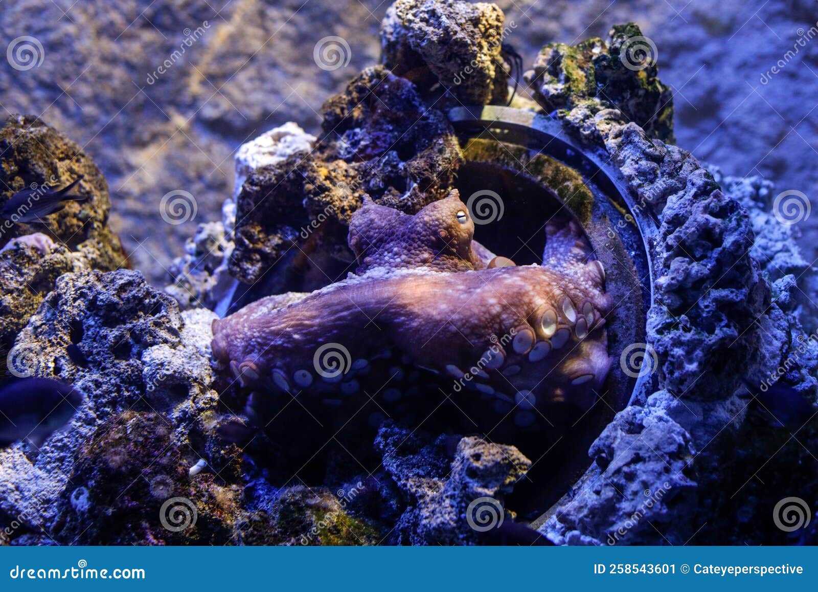 Details with an Octopus Inside an Aquarium Stock Image - Image of ...