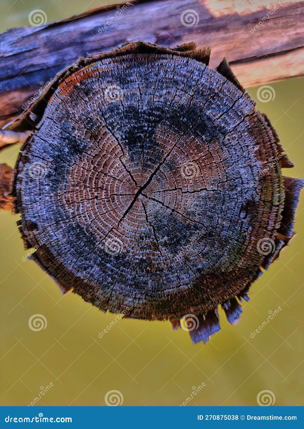 Old tree rings pattern stock photo. Image of concentric - 270875038
