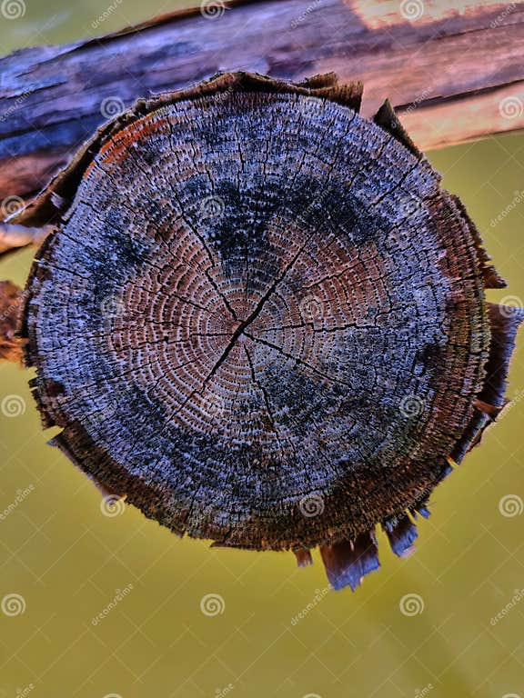 Old tree rings pattern stock photo. Image of concentric - 270875038