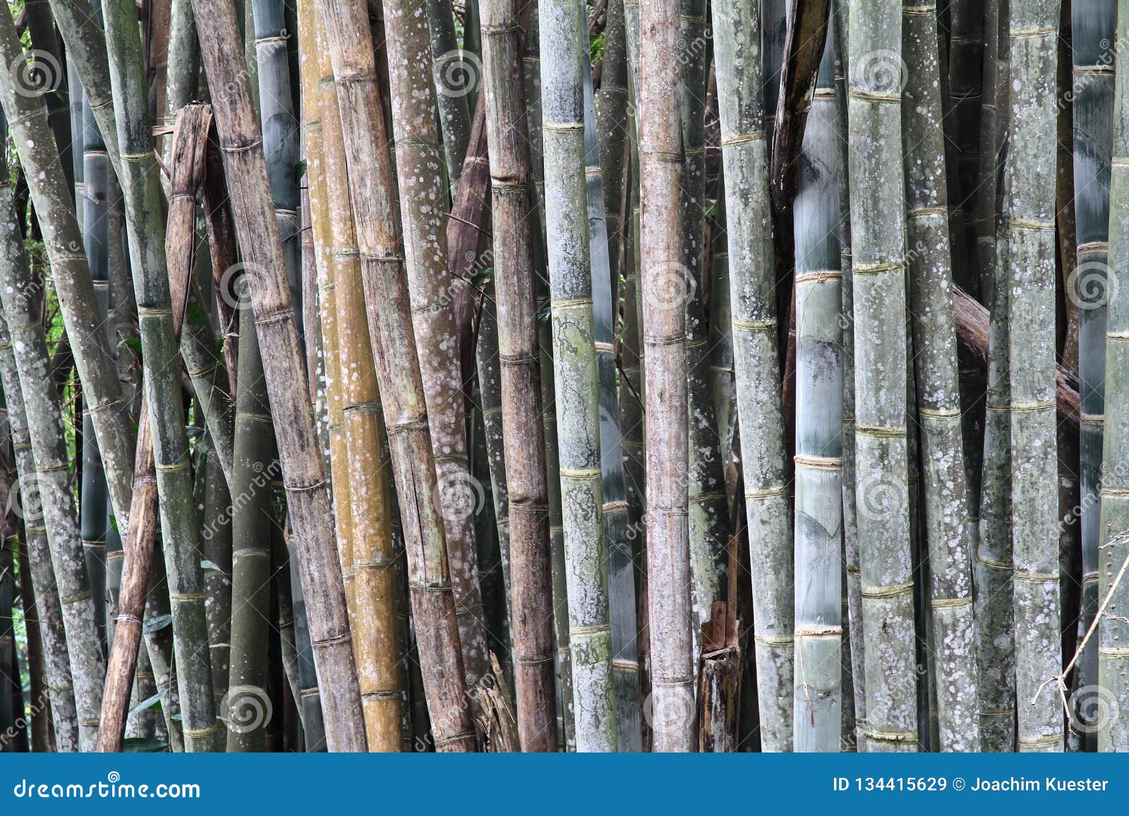 Details of Old Bamboo Trunks Stock Image - Image of trunks, indonesia ...