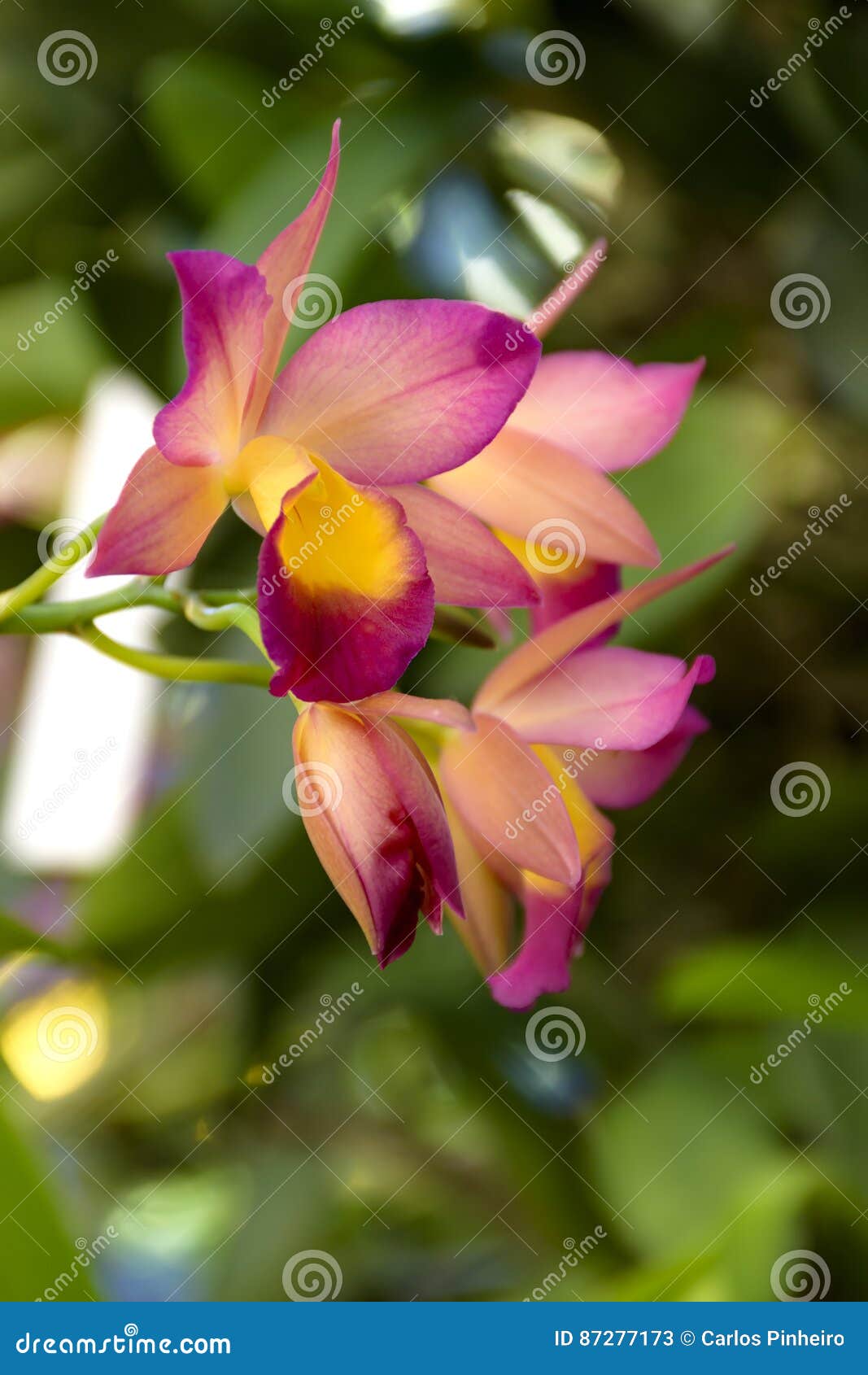 Details of orchid stock image. Image of exotic, colors - 87277173