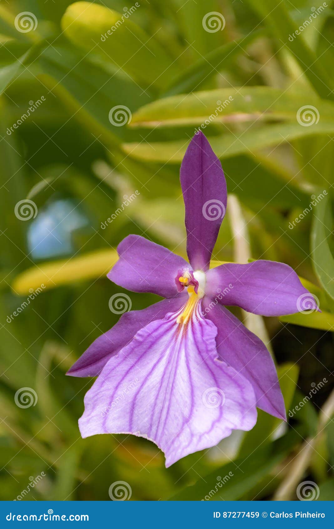 Details of orchid stock image. Image of isolated, botany - 87277459