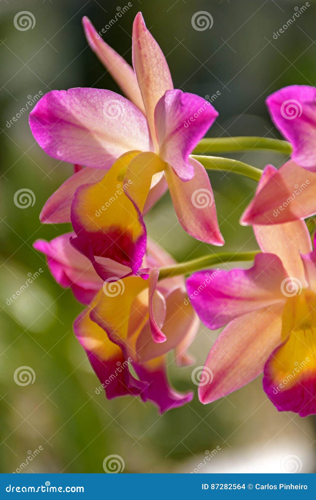 Details of orchid stock photo. Image of decoration, colors - 87282564