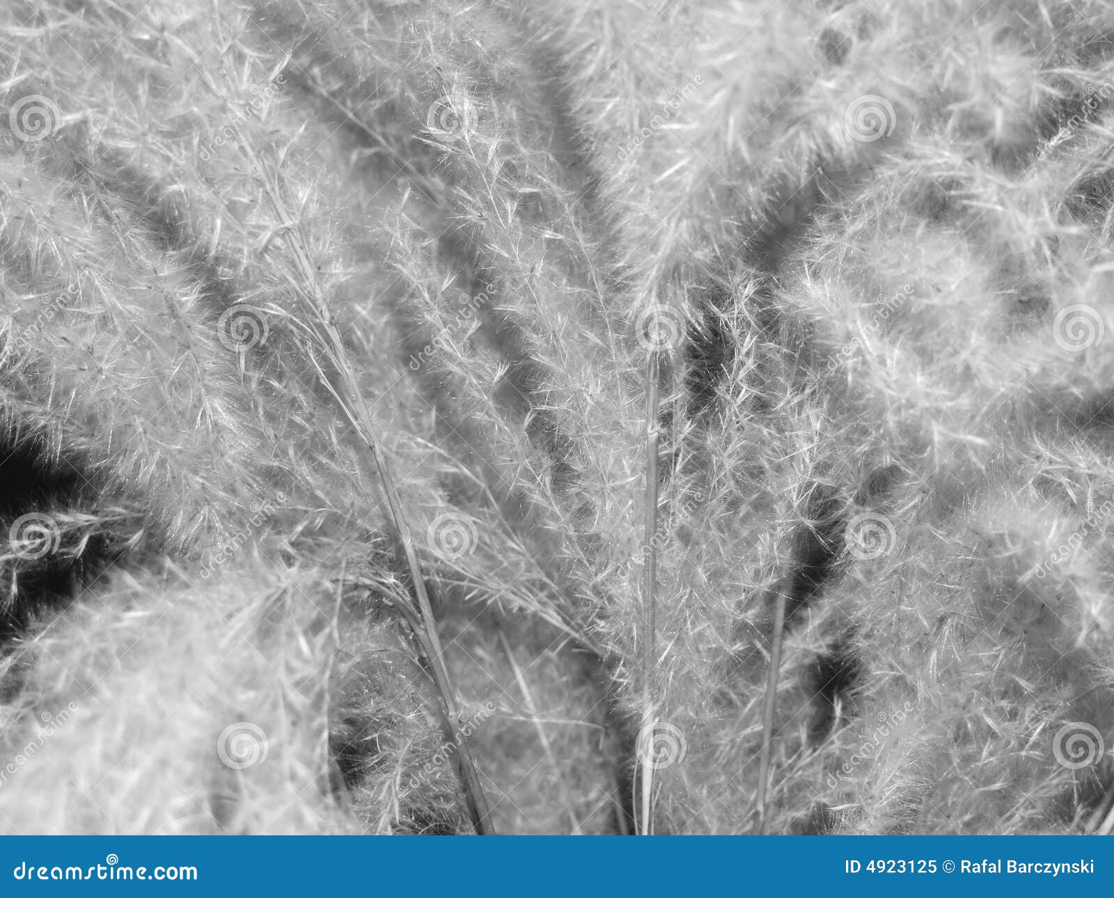 Details of Ornamental Grass Stock Image - Image of details, grassy: 4923125