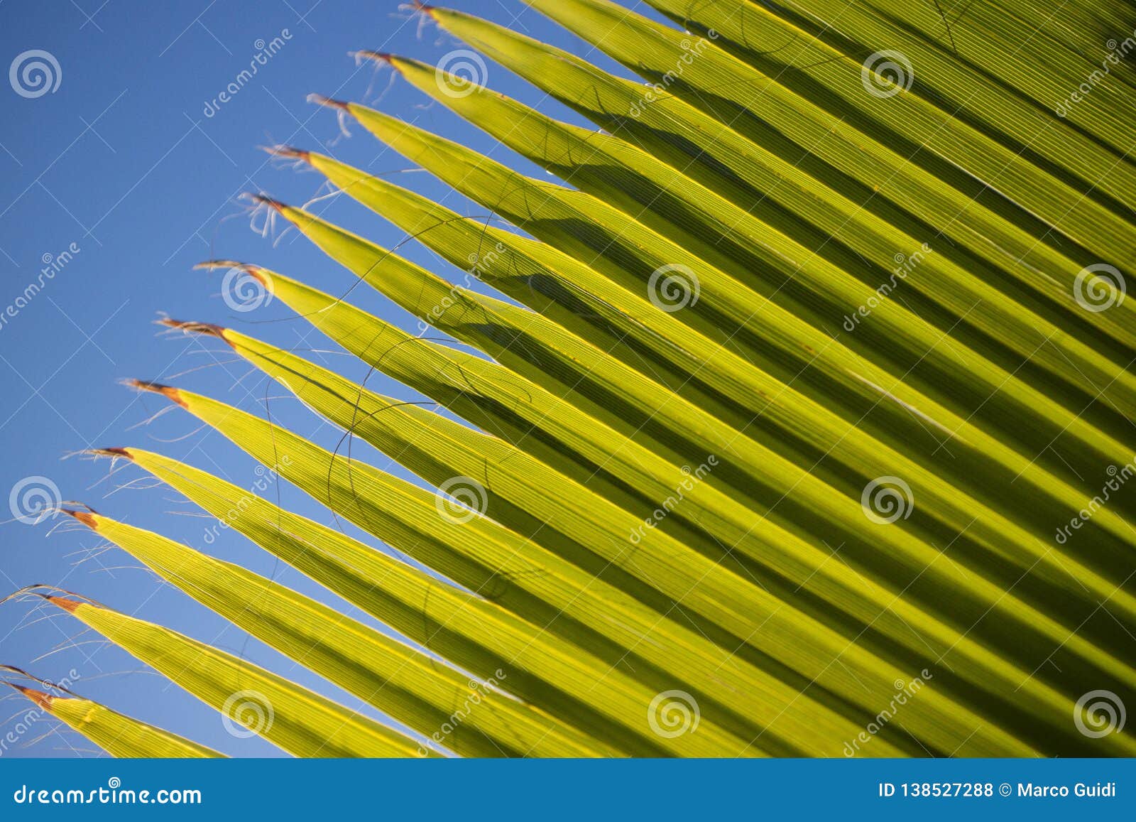 Details of the palm leaf stock photo. Image of fresh - 138527288