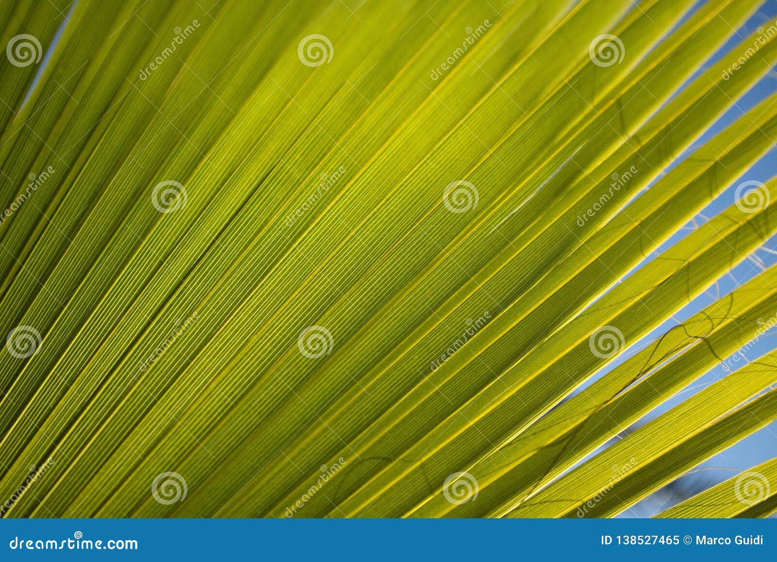 Details of the palm leaf stock image. Image of pattern - 138527465