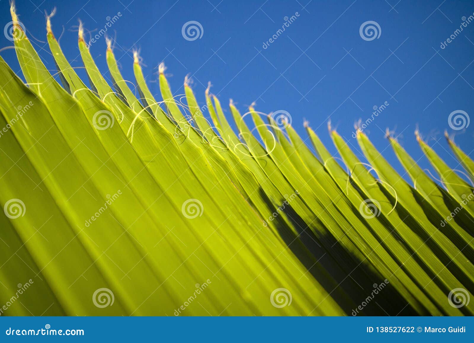 Details of the palm leaf stock photo. Image of organic - 138527622