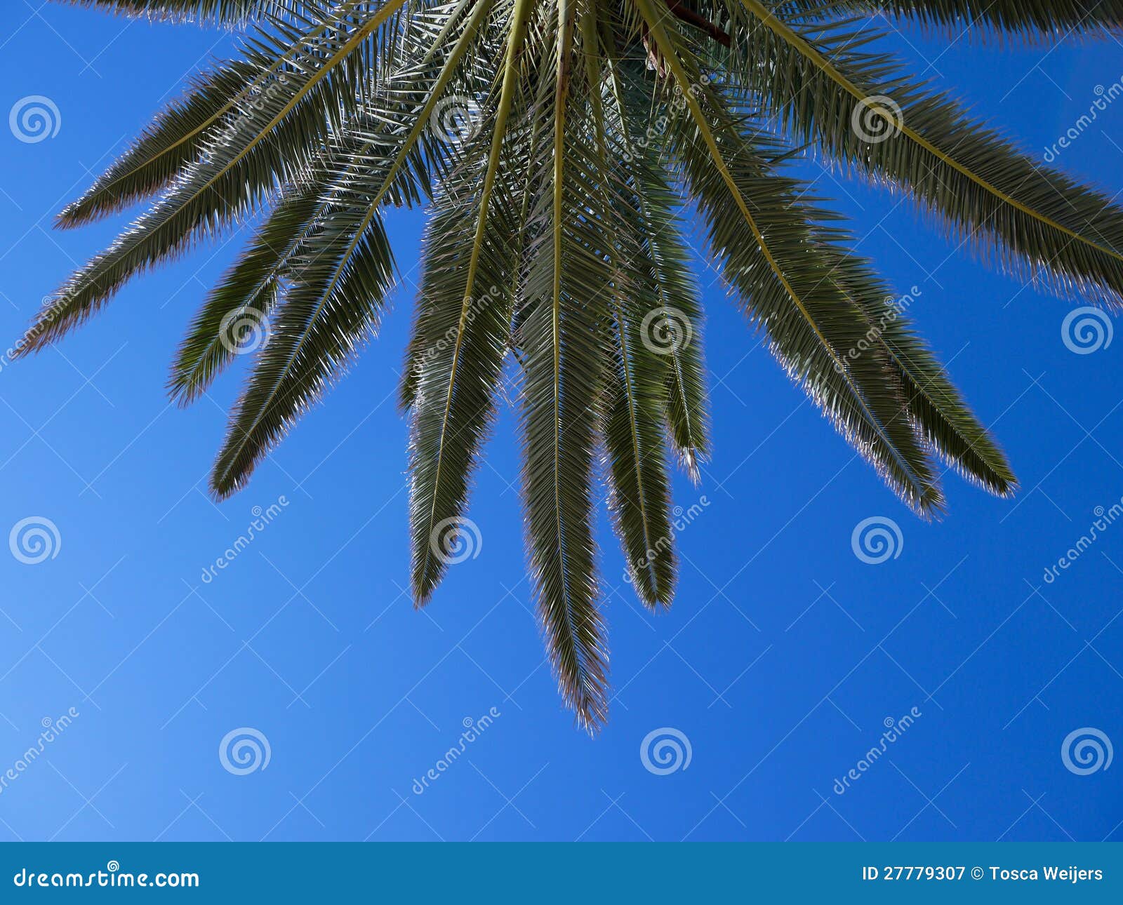 Details of palm tree stock image. Image of pattern, branch - 27779307