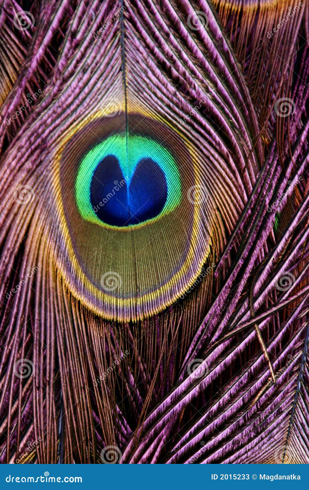 Details of Peacock Tail Feathers Stock Image - Image of nature, detail ...