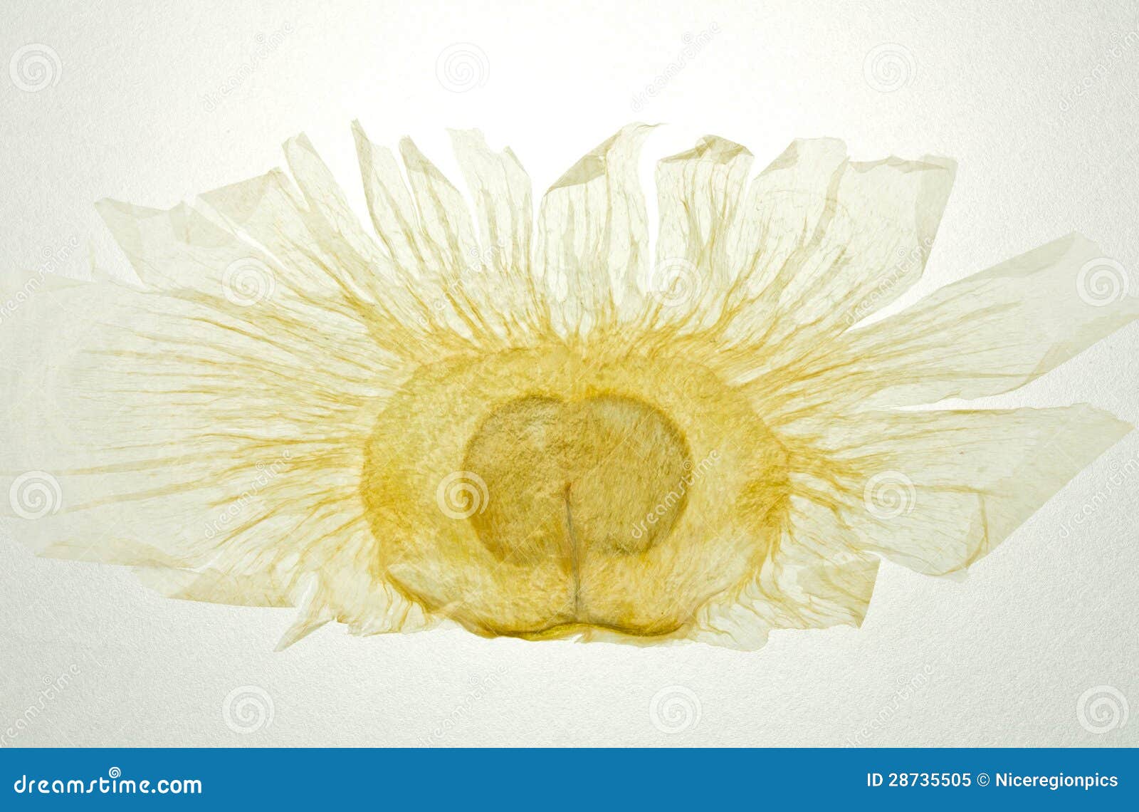 Details on the Pegasus Seeds (Oroxylum Indicum Vent.). Stock Image ...