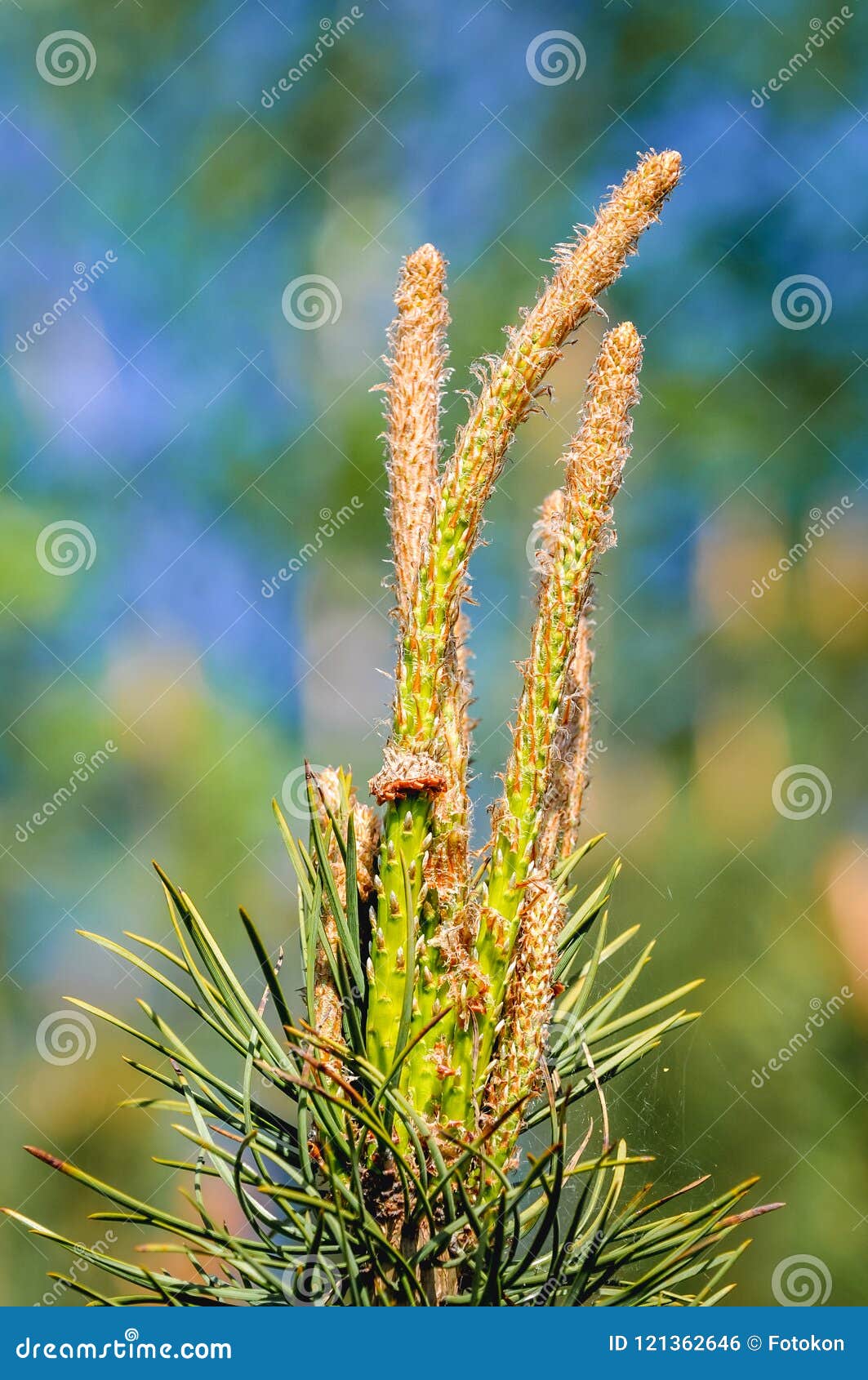 Pine tree top stock photo. Image of nature, growing - 121362646