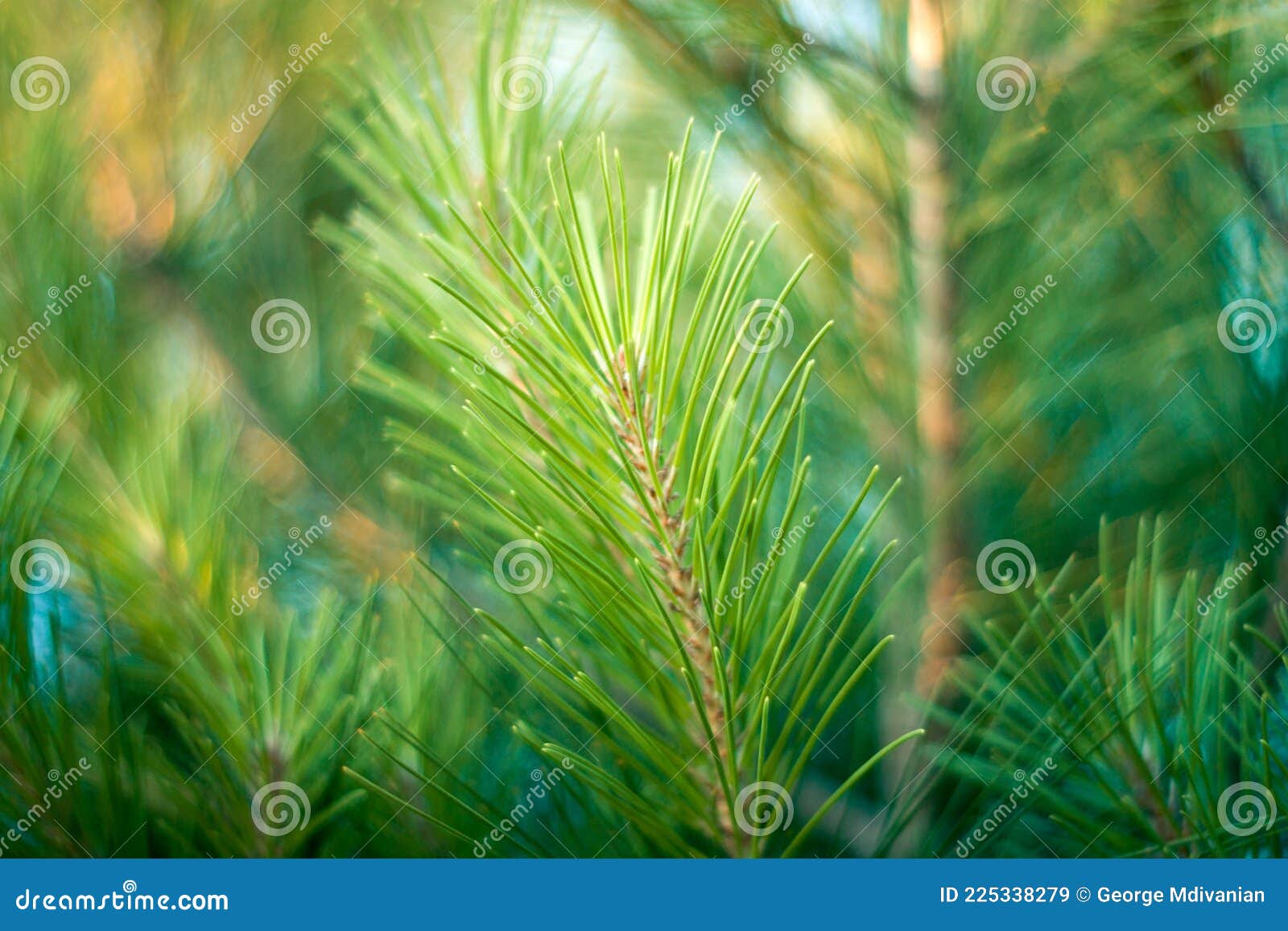 Details of the pine tree stock image. Image of planting - 225338279