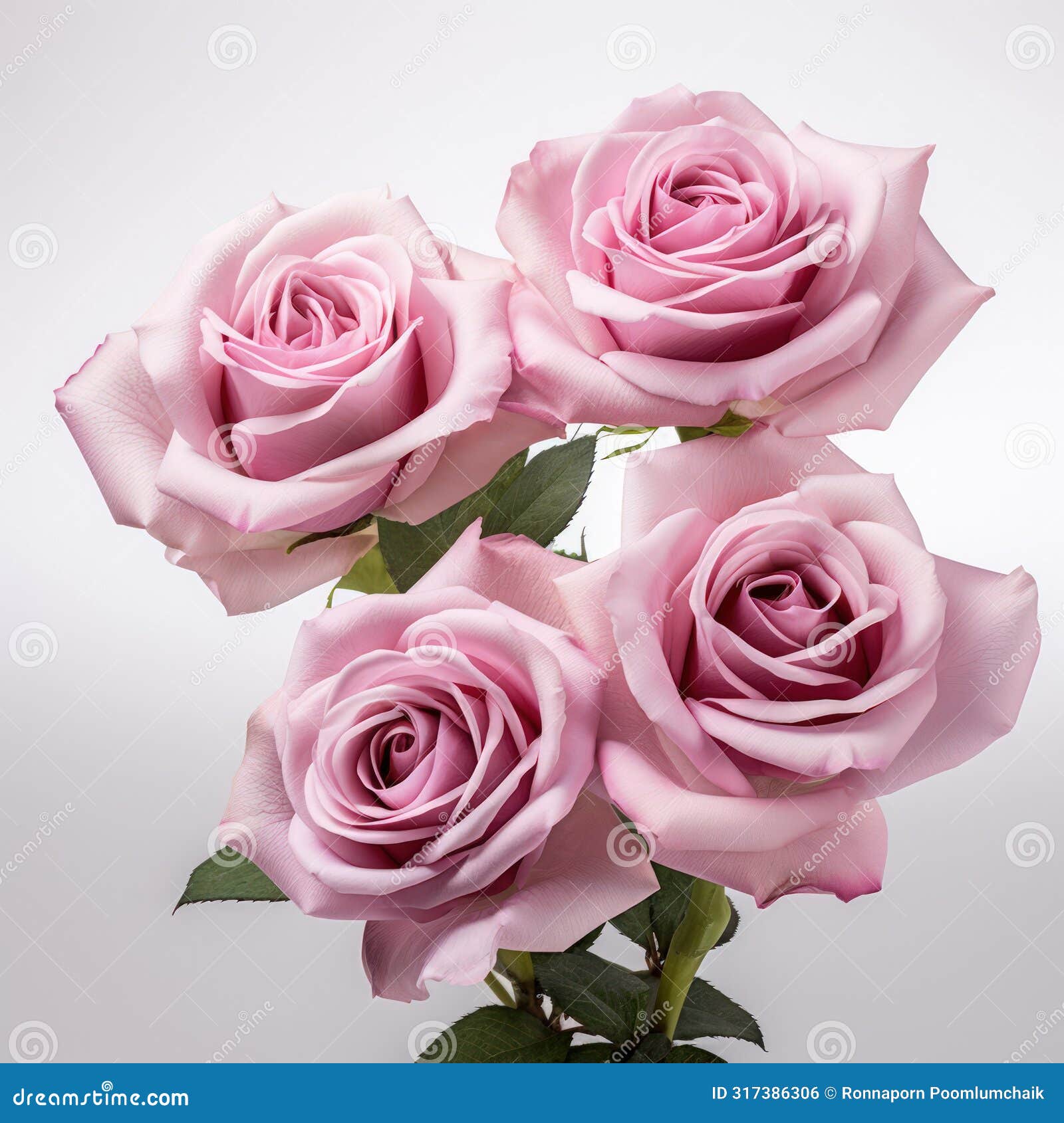 Details of Pink Rose on a White Background Stock Illustration ...