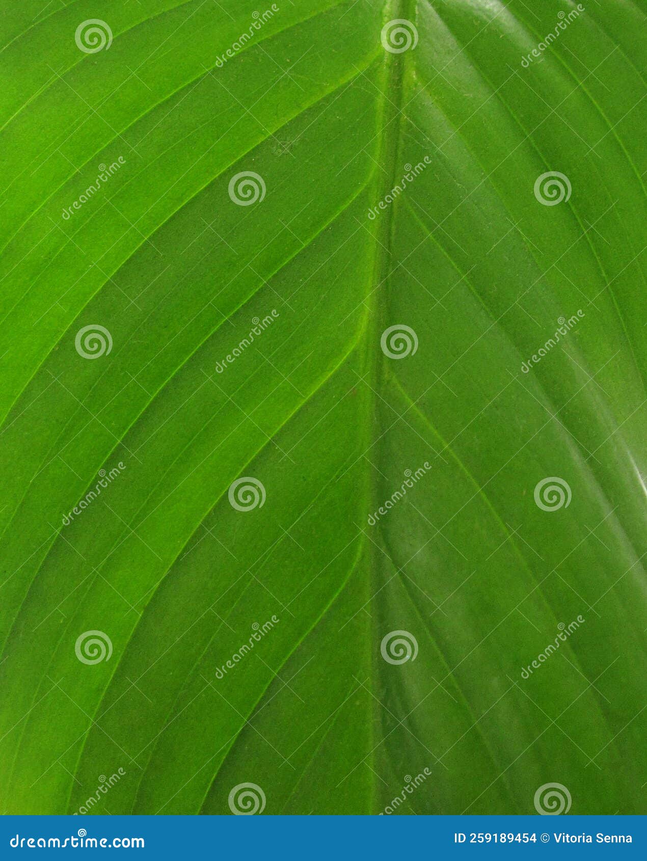 Details of a plant leaf stock photo. Image of tree, line - 259189454