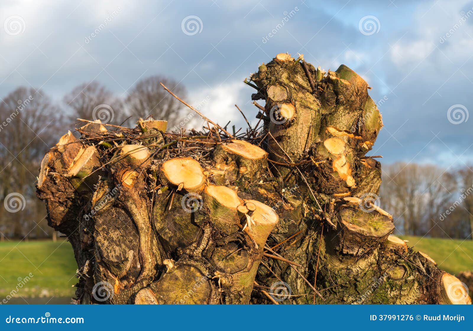 Details of a Pollarded Willow Tree Stock Photo - Image of europe ...