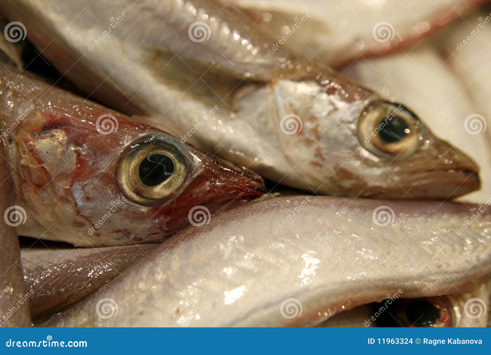 Details of raw fresh fish stock photo. Image of catering - 11963324