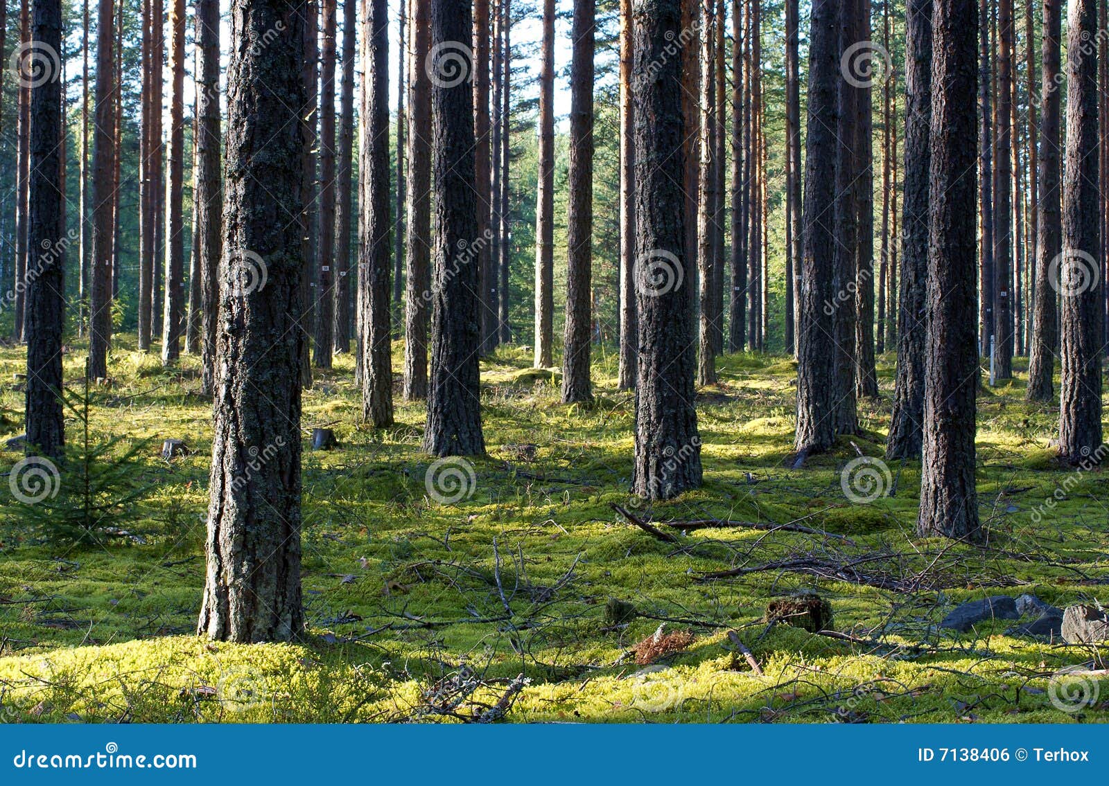 Details of scenic forest stock photo. Image of countryside - 7138406