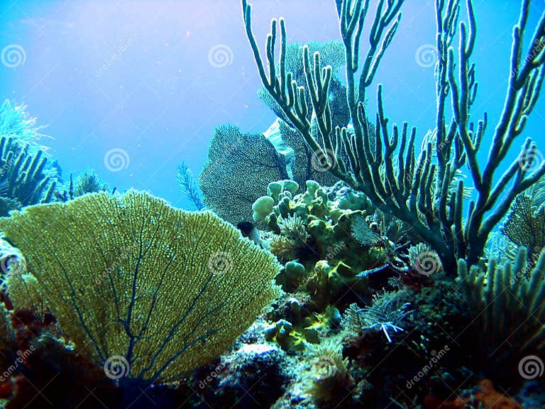 Details of sea coral stock image. Image of details, nature - 779883
